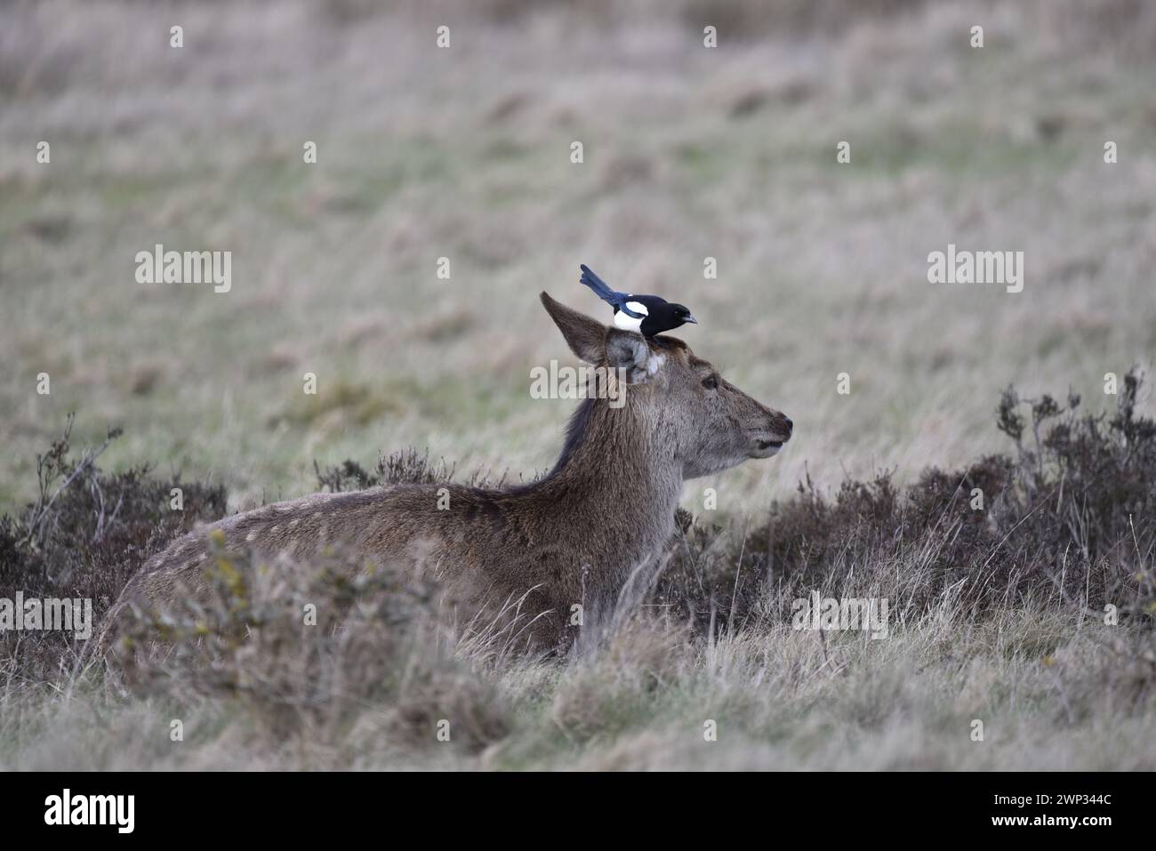 Magpie walking down forehead hi-res stock photography and images - Alamy