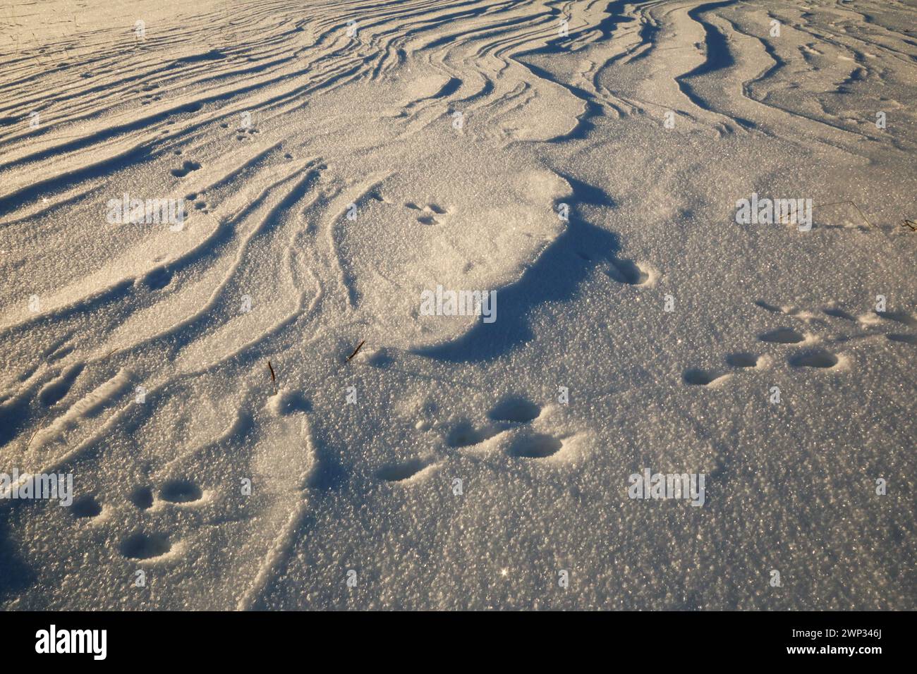 Brown hare footprints and wind tracks in the snow in swiss jura ...