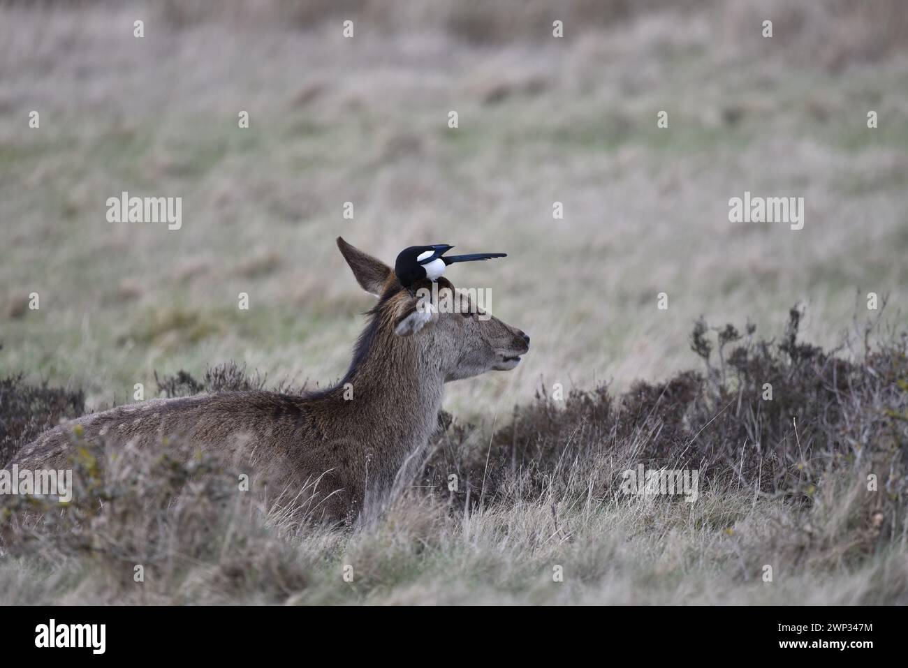 Magpie pecking its head hi-res stock photography and images - Alamy