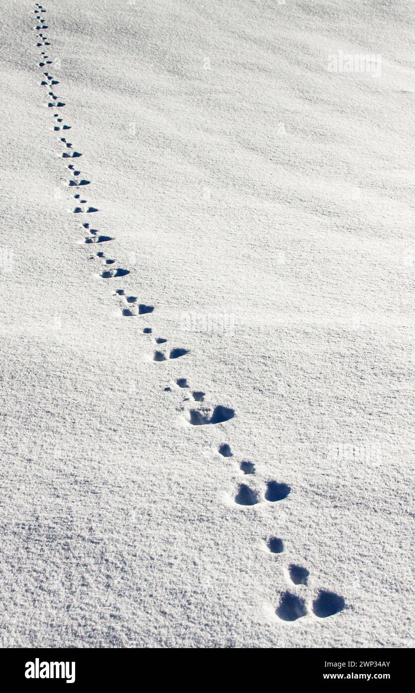 Brown hare footprints in the snow, swiss jura mountain Stock Photo - Alamy