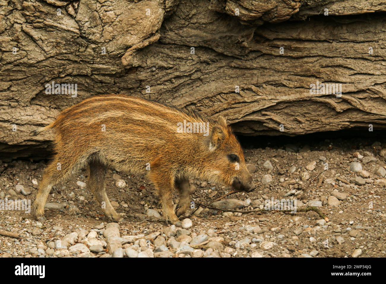 Wild boar piglet, vision animal park (Dählhöltzli Tierpark) in Bern ...