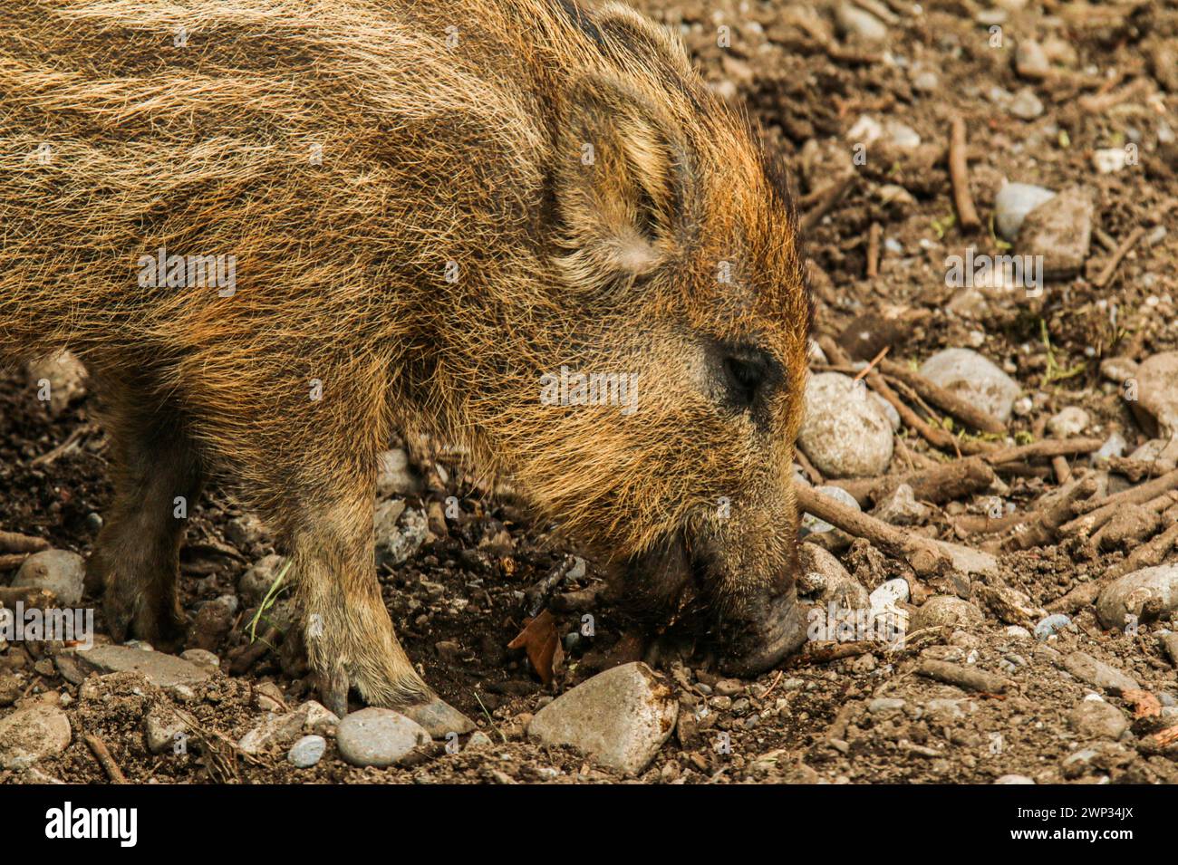 Wild boar piglet, vision animal park (Dählhötzli Tierpark) in Bern ...