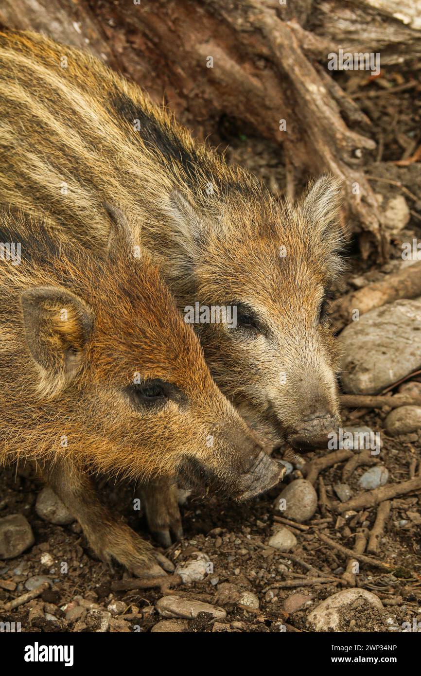 Two wild boar piglets, vision animal park (Dählhötzli Tierpark) in Bern ...