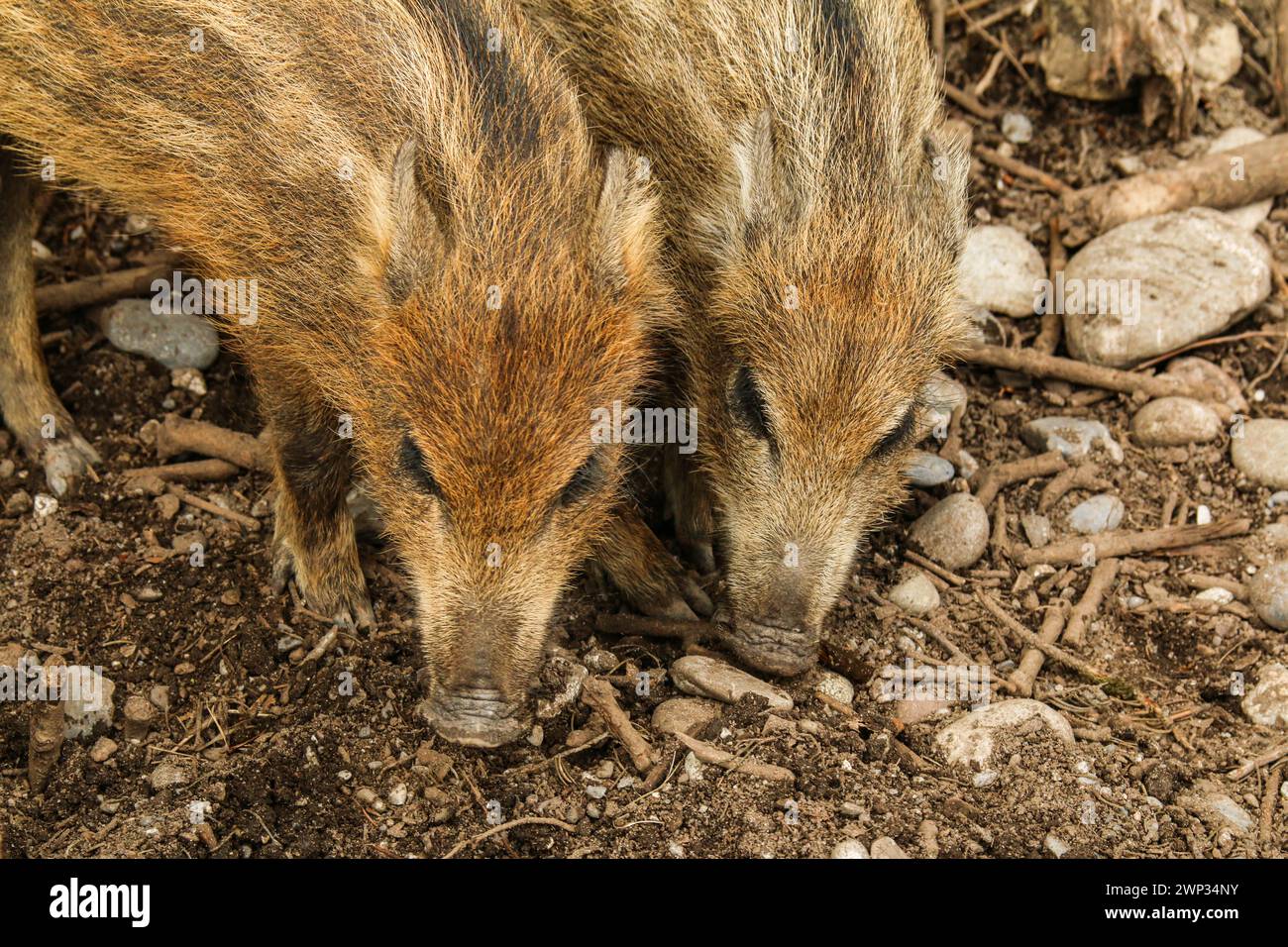Two wild boar piglets, vision animal park (Dählhötzli Tierpark) in Bern ...