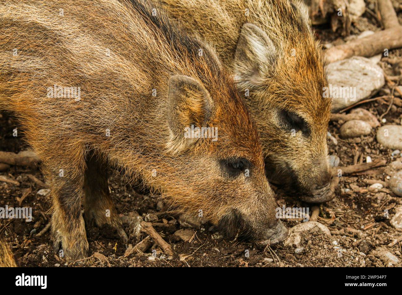Two wild boar piglets, vision animal park (Dählhötzli Tierpark) in Bern ...