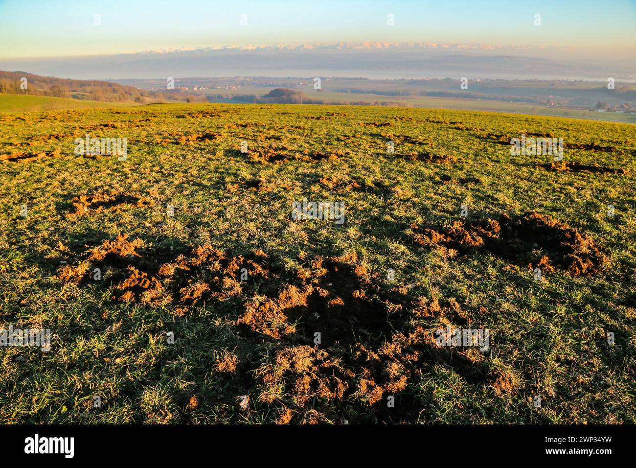 Wild boar damage on the pasture at the foot of swiss jura mountain ...