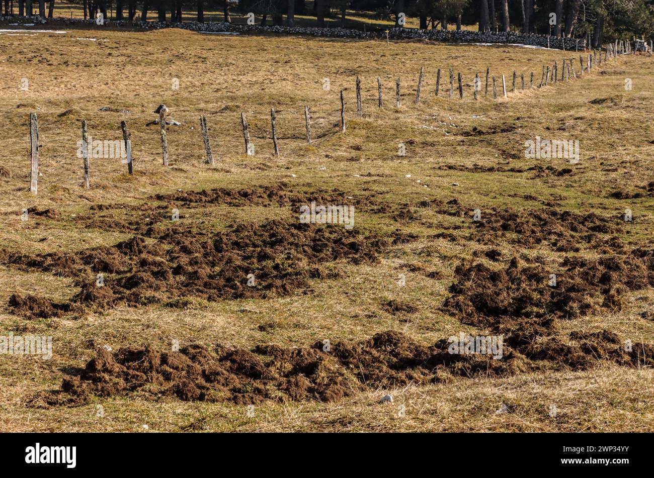 Wild boar damage on the pasture, swiss jura mountain Stock Photo - Alamy
