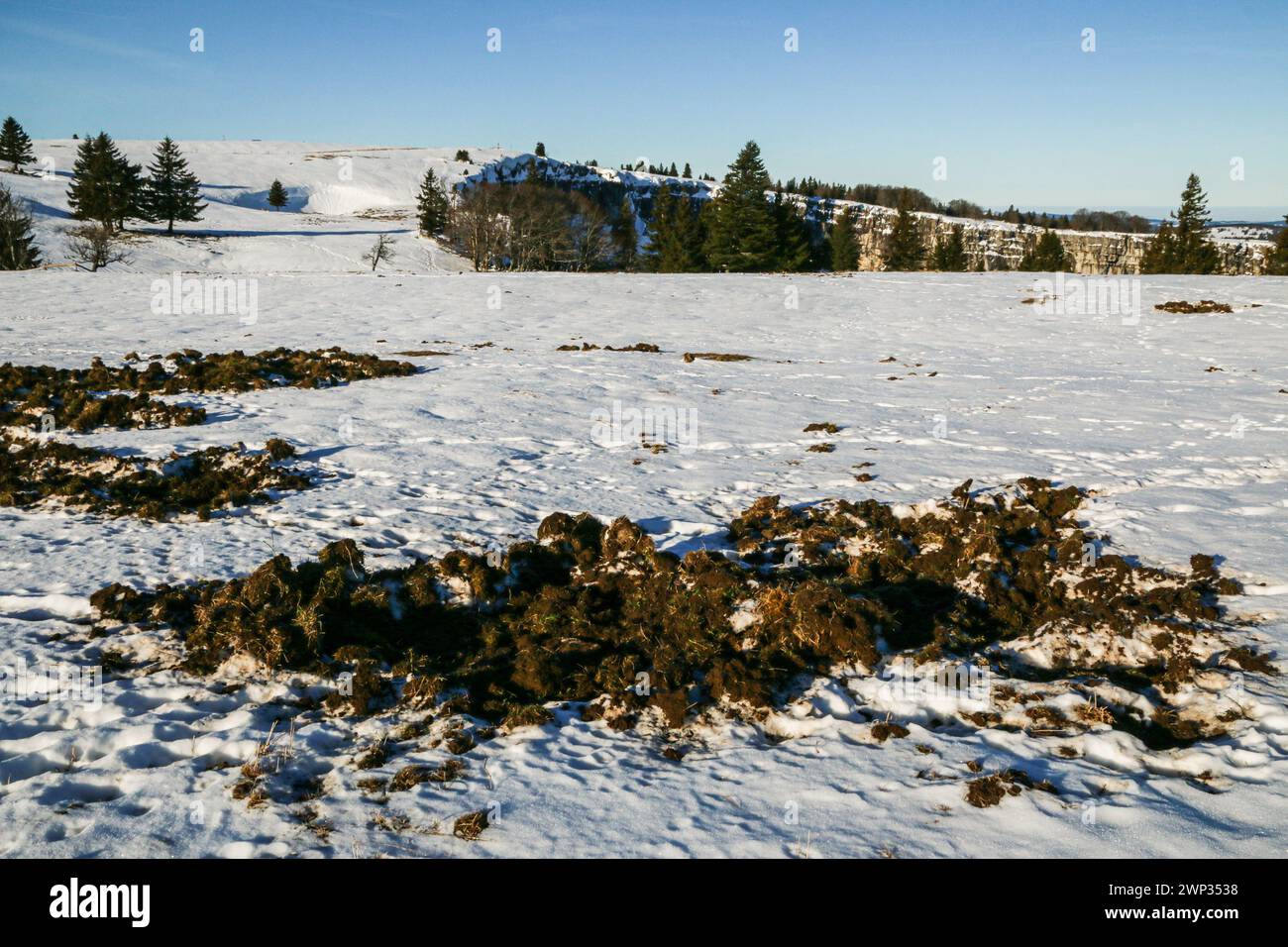 Wild boar damage on the pasture and footprints in the snow near the ...