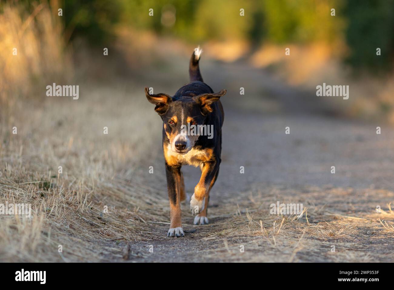 Happy dog run in the park, appenzeller sennenhund Stock Photo - Alamy