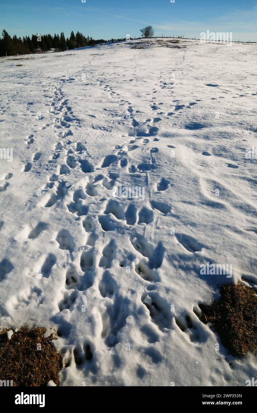 Boutis de sanglier hi-res stock photography and images - Alamy