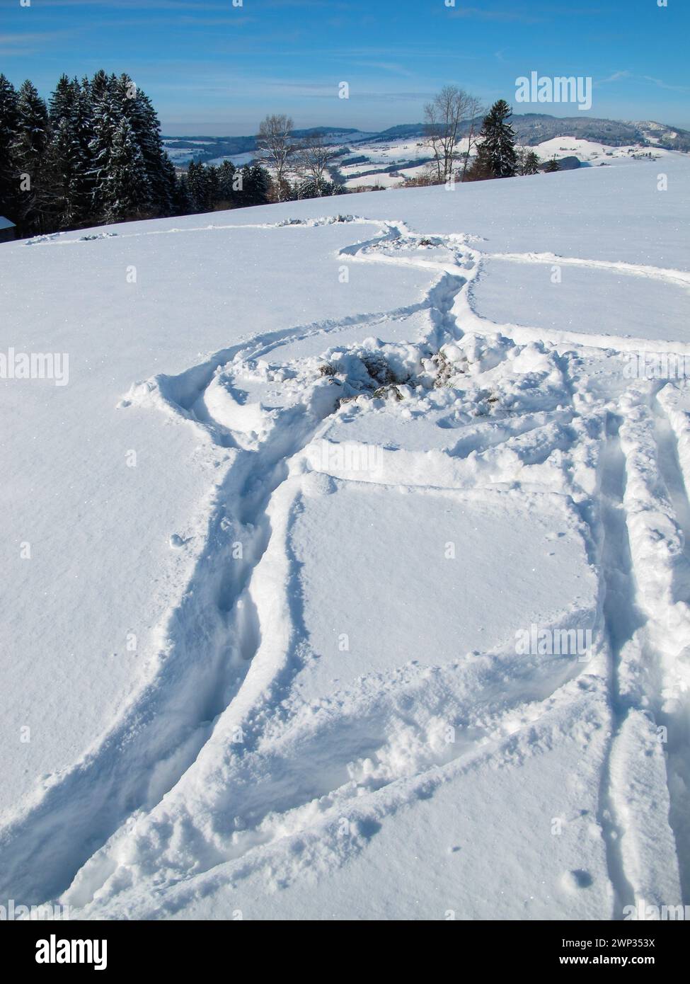 Wild boar tracks and footprints in the snow, swiss prealps Stock Photo ...