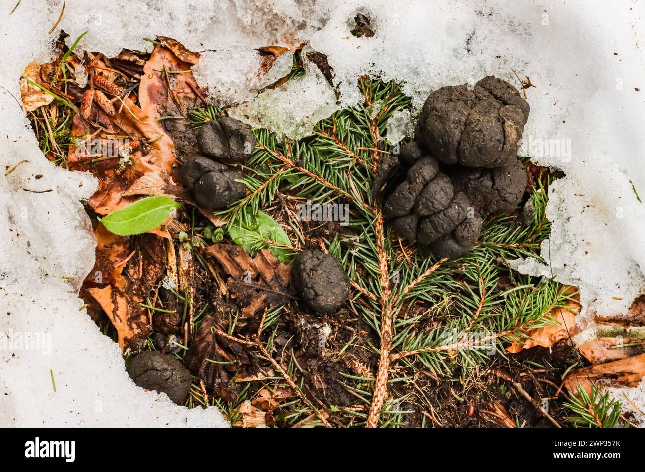 Wild boar droppings, jura mountain, Switzerland Stock Photo - Alamy