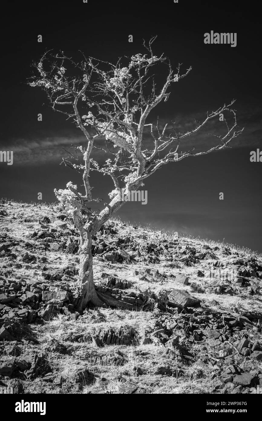 Lone thorn tree in infrared Stock Photo - Alamy