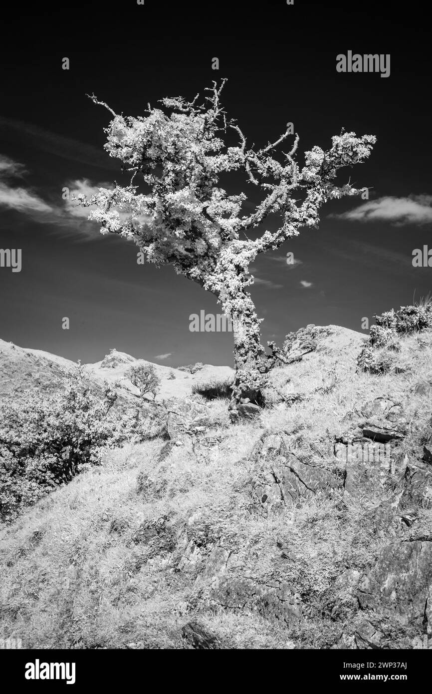 Mono effect hi-res stock photography and images - Alamy