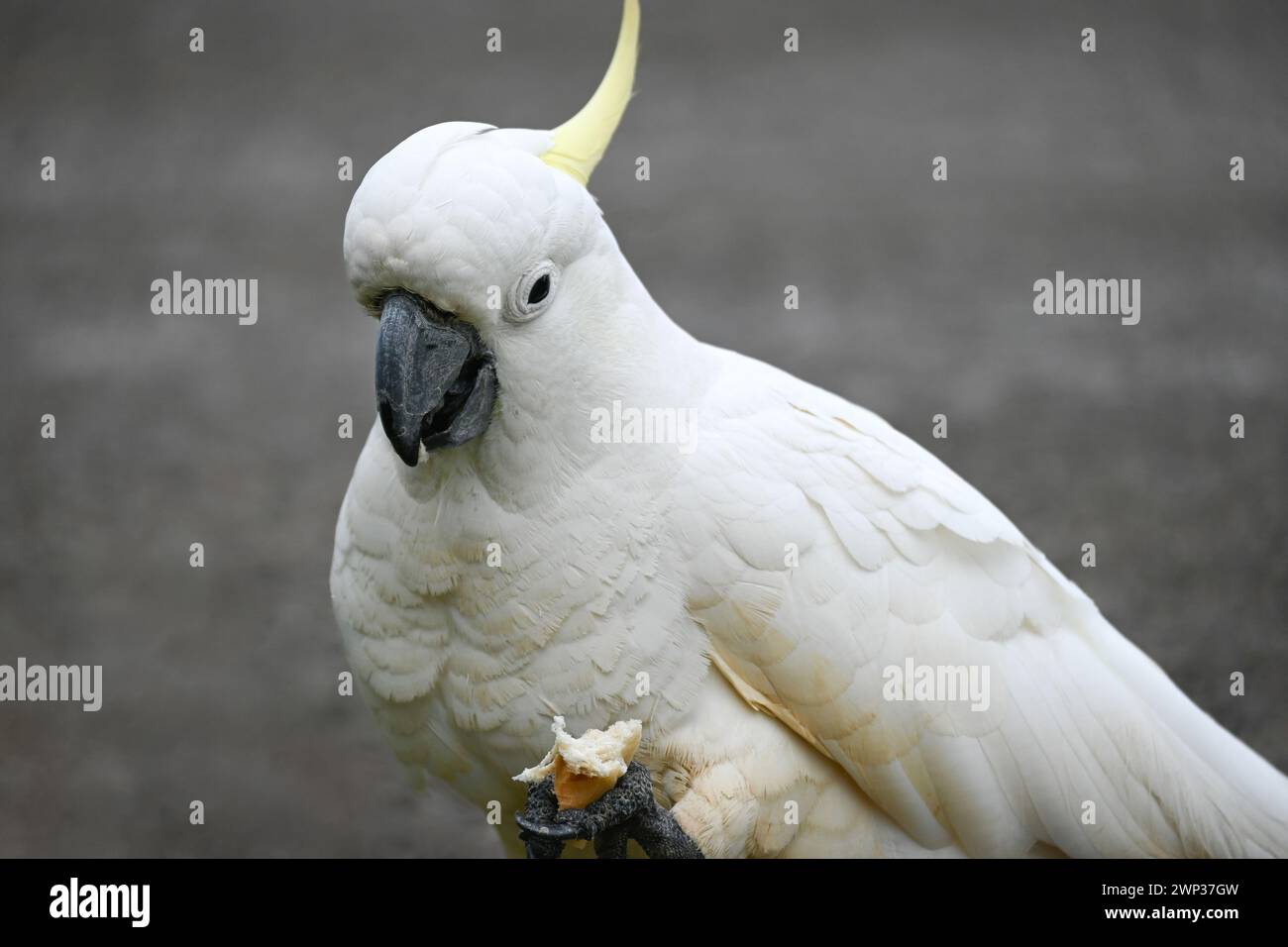 Iconic bird species hi-res stock photography and images - Alamy