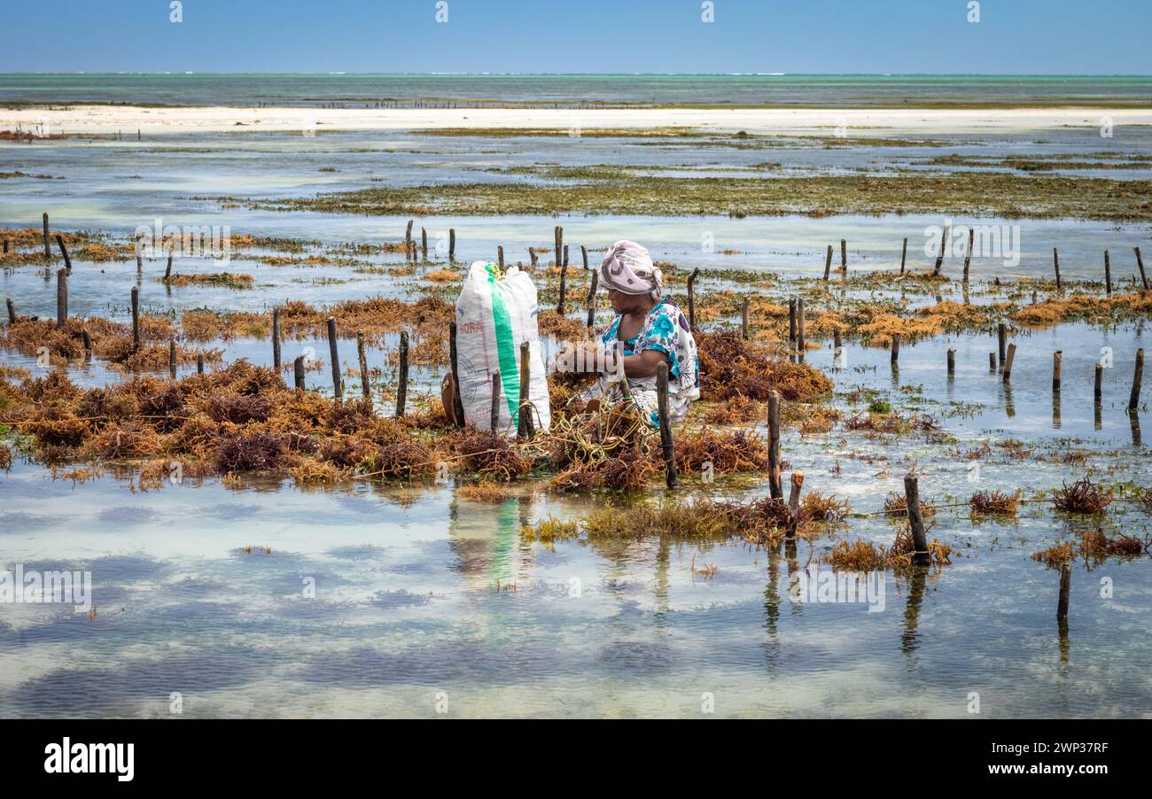 A woman harvests her crop of seaweed (Eucheuma denticulatum), Jambiani ...
