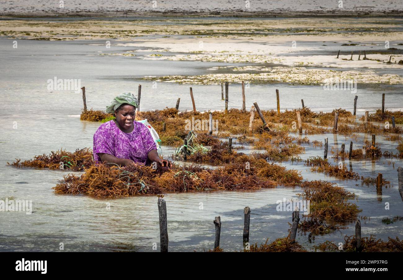 Seaweed cultivativation hi-res stock photography and images - Alamy
