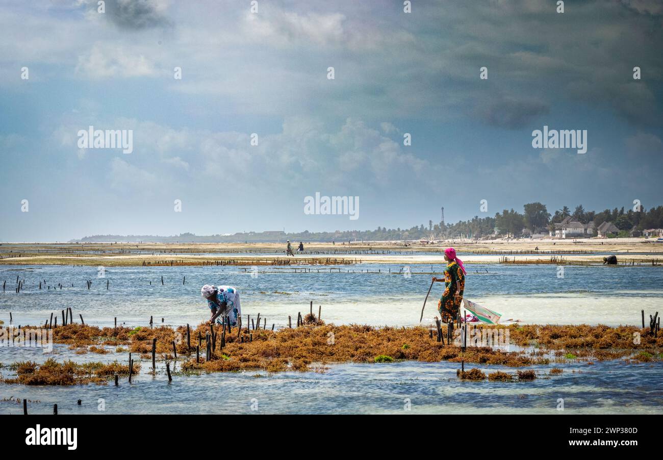 Seaweed cultivativation hi-res stock photography and images - Alamy