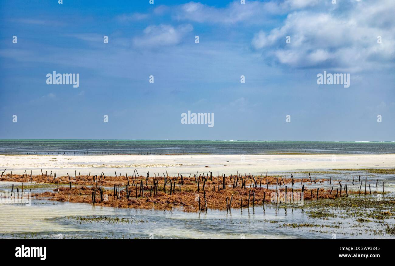 Cultivated seaweed (Eucheuma denticulatum) growing in rows in Jambiani ...