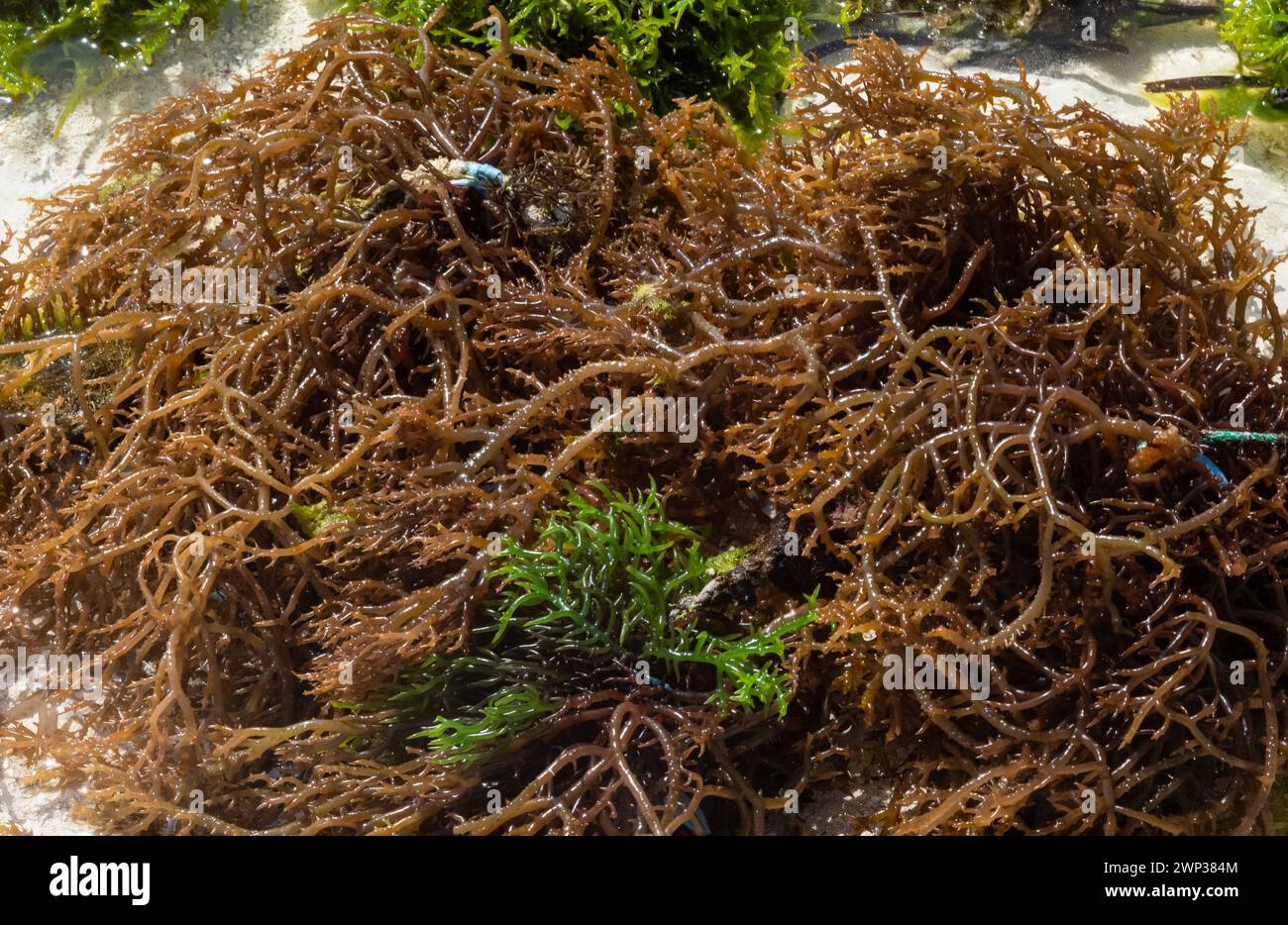 Cultivated seaweed (Eucheuma denticulatum) growing in Jambiani ...