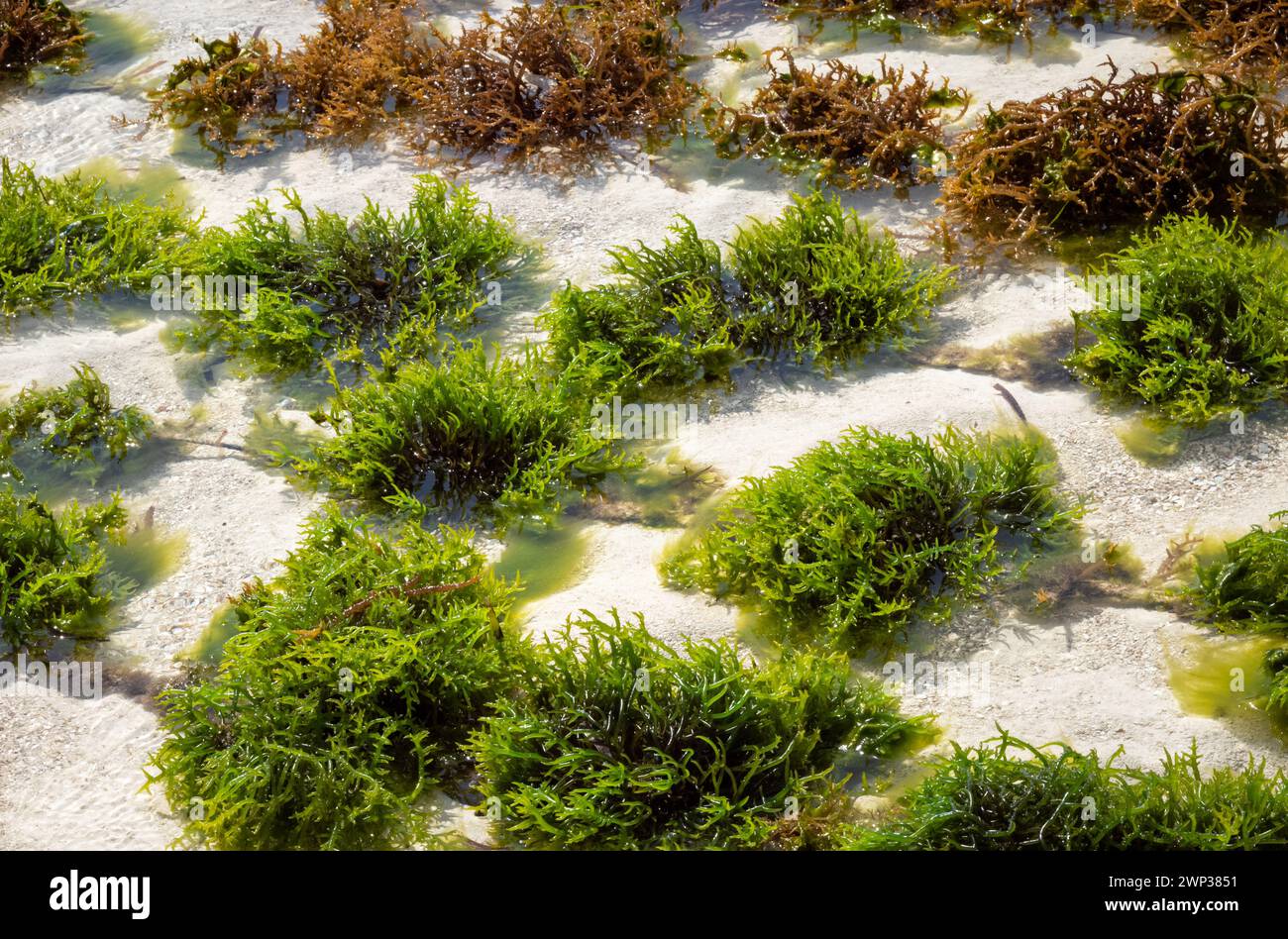 Seaweed cultivativation hi-res stock photography and images - Alamy
