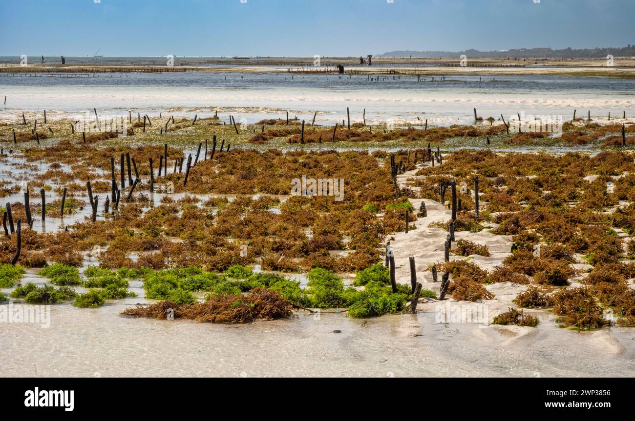Cultivated seaweed (Eucheuma denticulatum) growing in rows in Jambiani ...