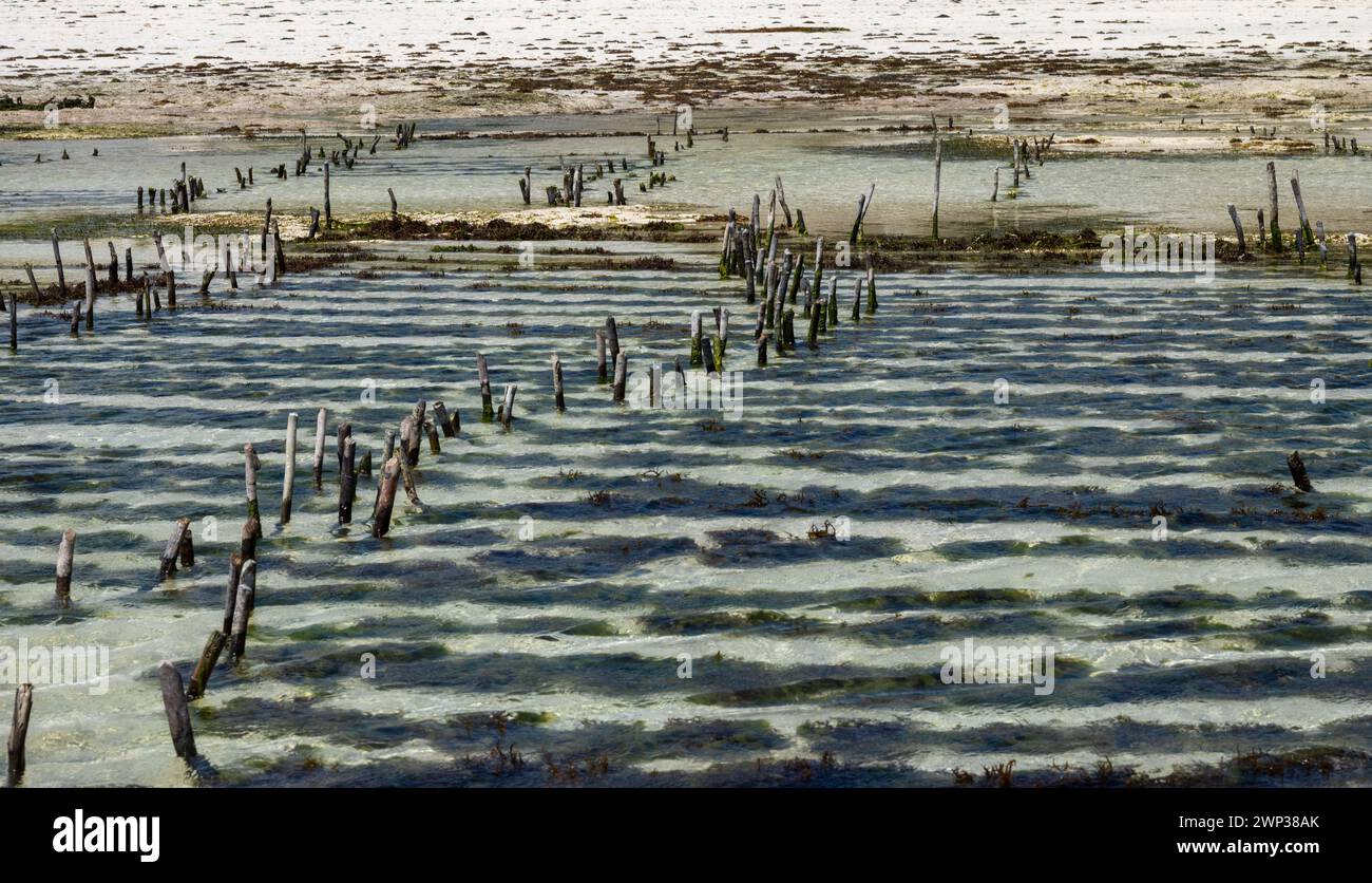 Seaweed (Eucheuma denticulatum) covered in Enteromorpha spp. growing in ...