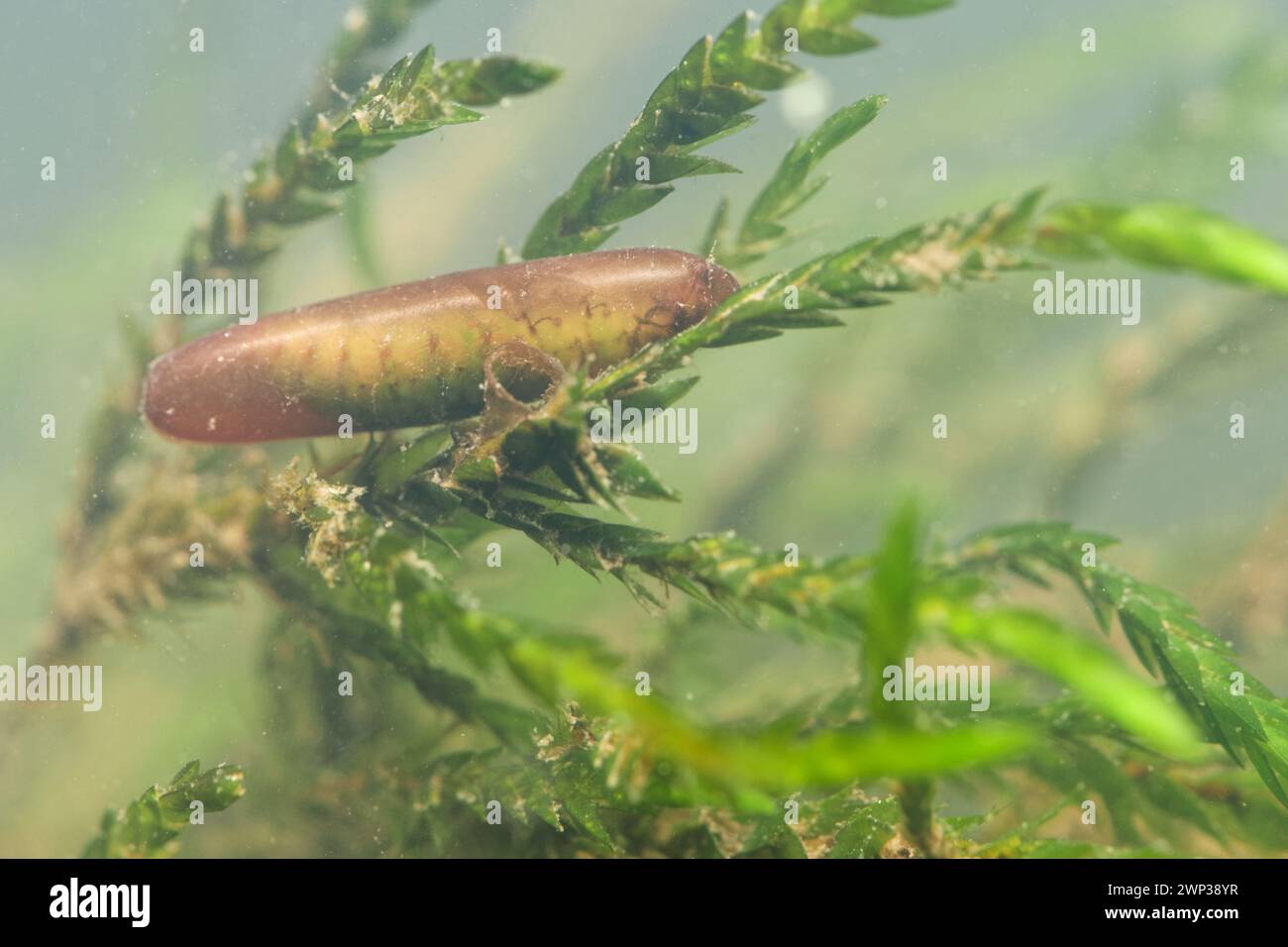 Free-living caddisfly pupae (Rhyacophila Stock Photo - Alamy