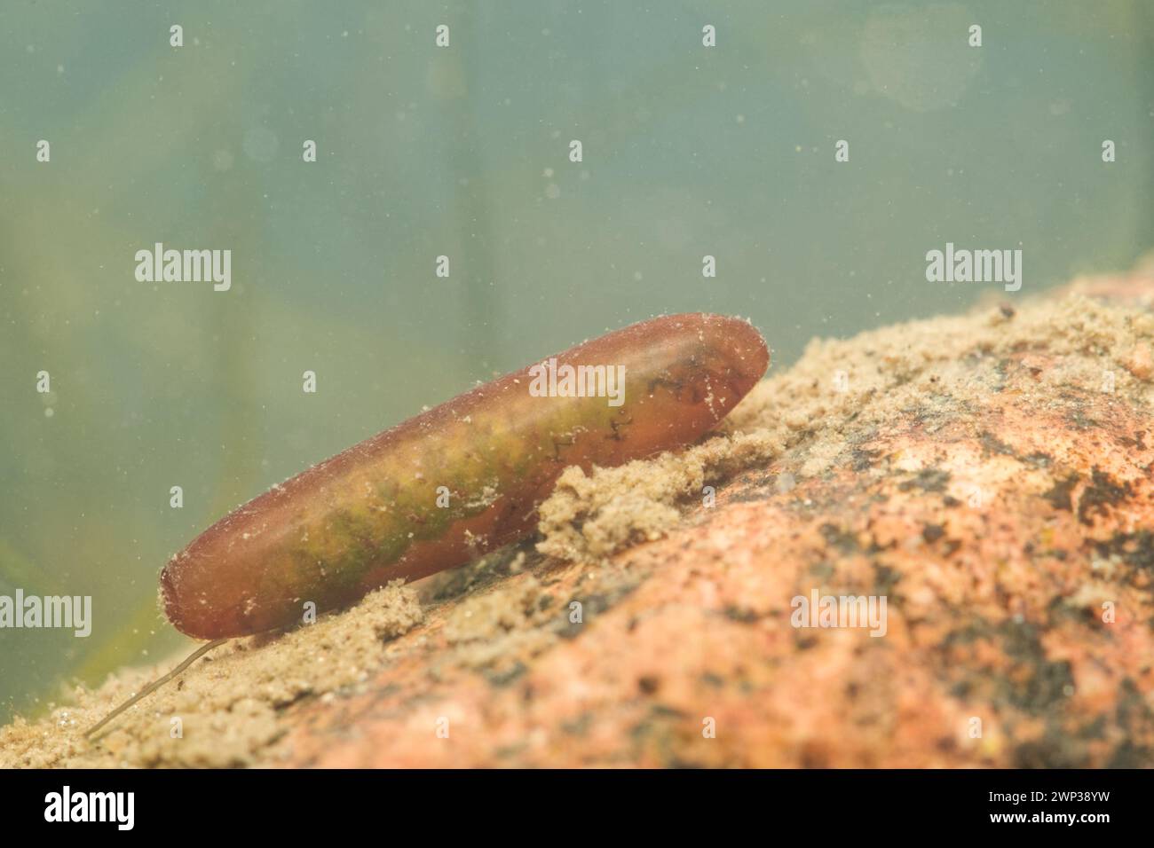 Free living caddisfly hi-res stock photography and images - Alamy