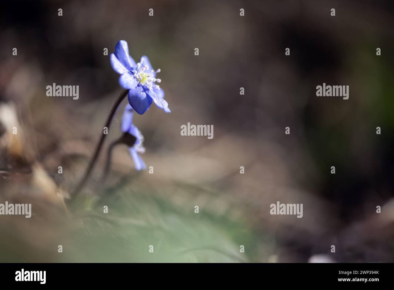 Violet blue flowers in dark forest. First wildflowers on spring time ...