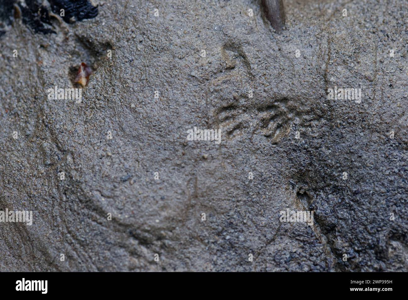 Shrew tracks in the mud (Soricidae Stock Photo - Alamy