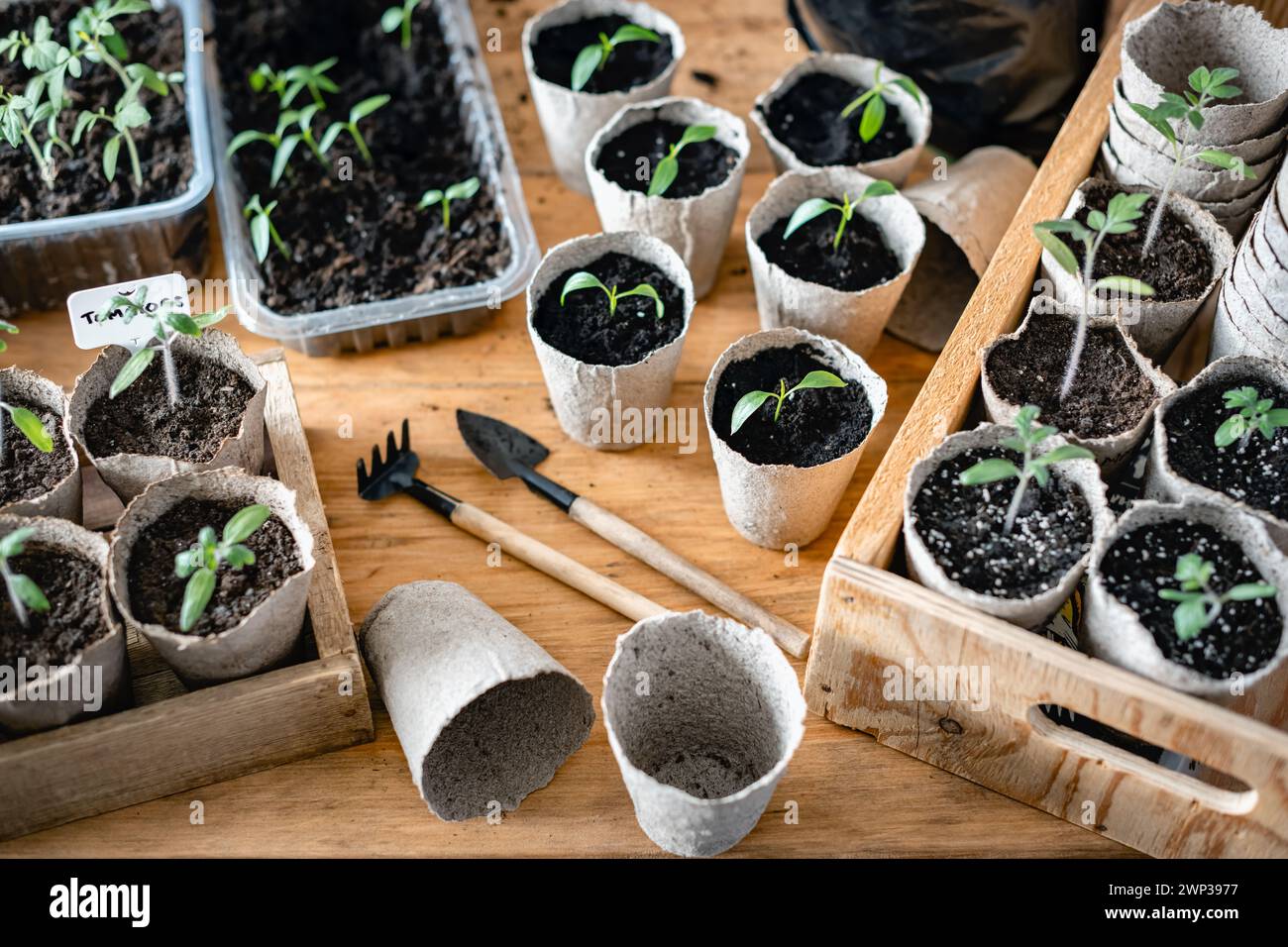 Tomato and pepper seedlings in peat cups. Preparing plants for growing ...