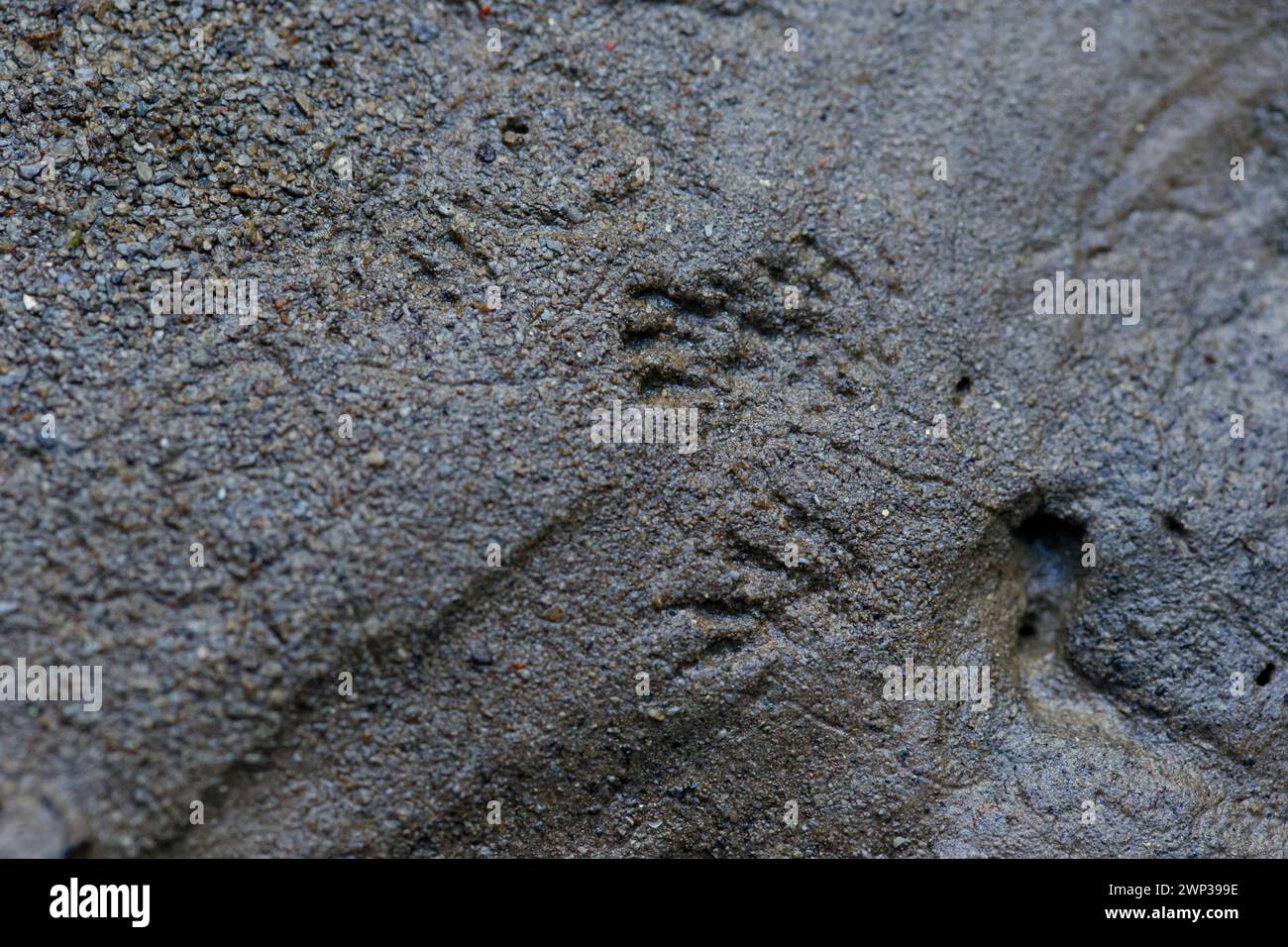 Shrew tracks in the mud (Soricidae Stock Photo - Alamy