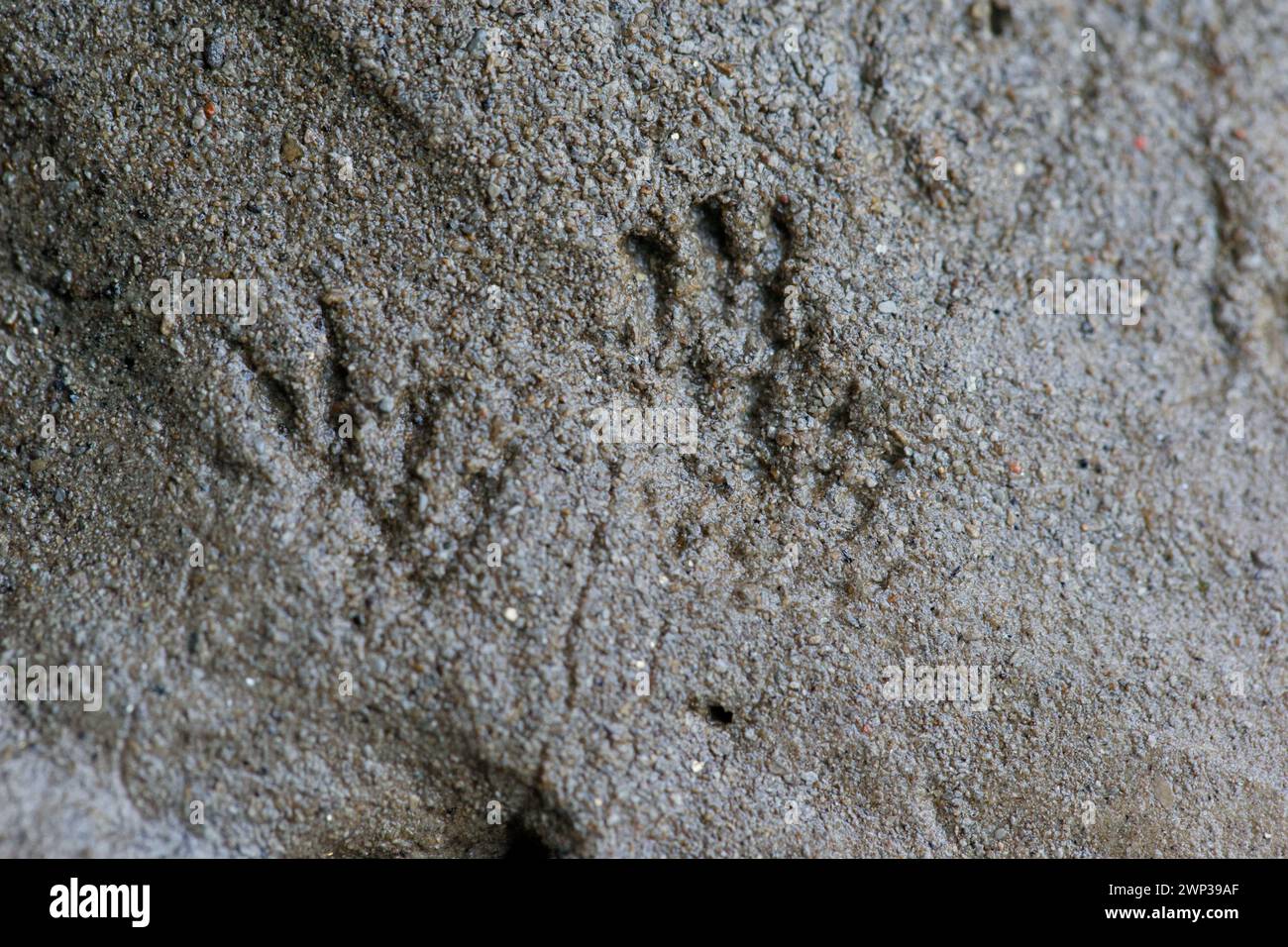 Wet shrew hi-res stock photography and images - Alamy