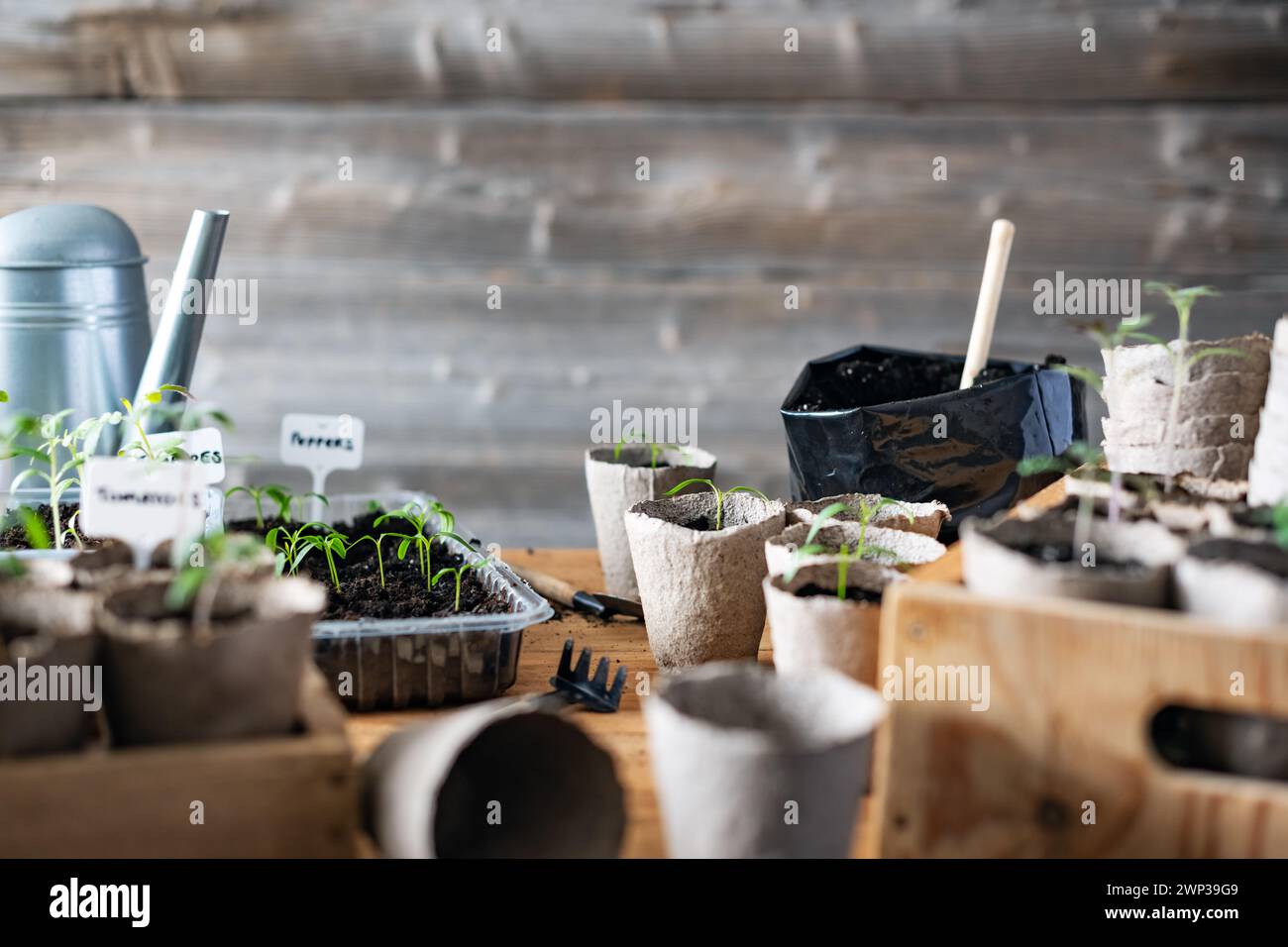 Replants tomato and pepper seedlings into peat cups. Preparing plants ...