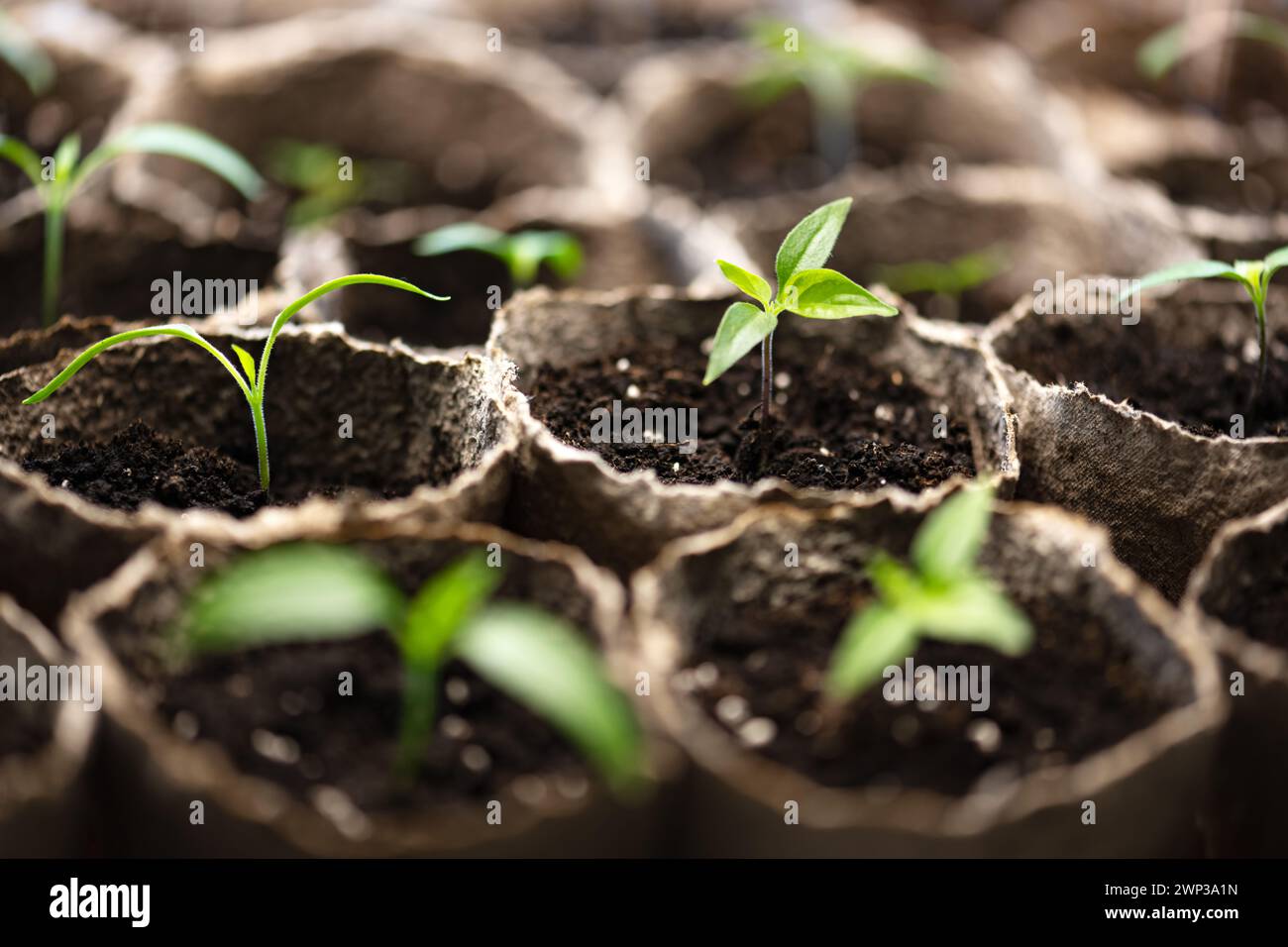 Hot pepper seedlings in peat cups. Preparing plants for growing in open ...