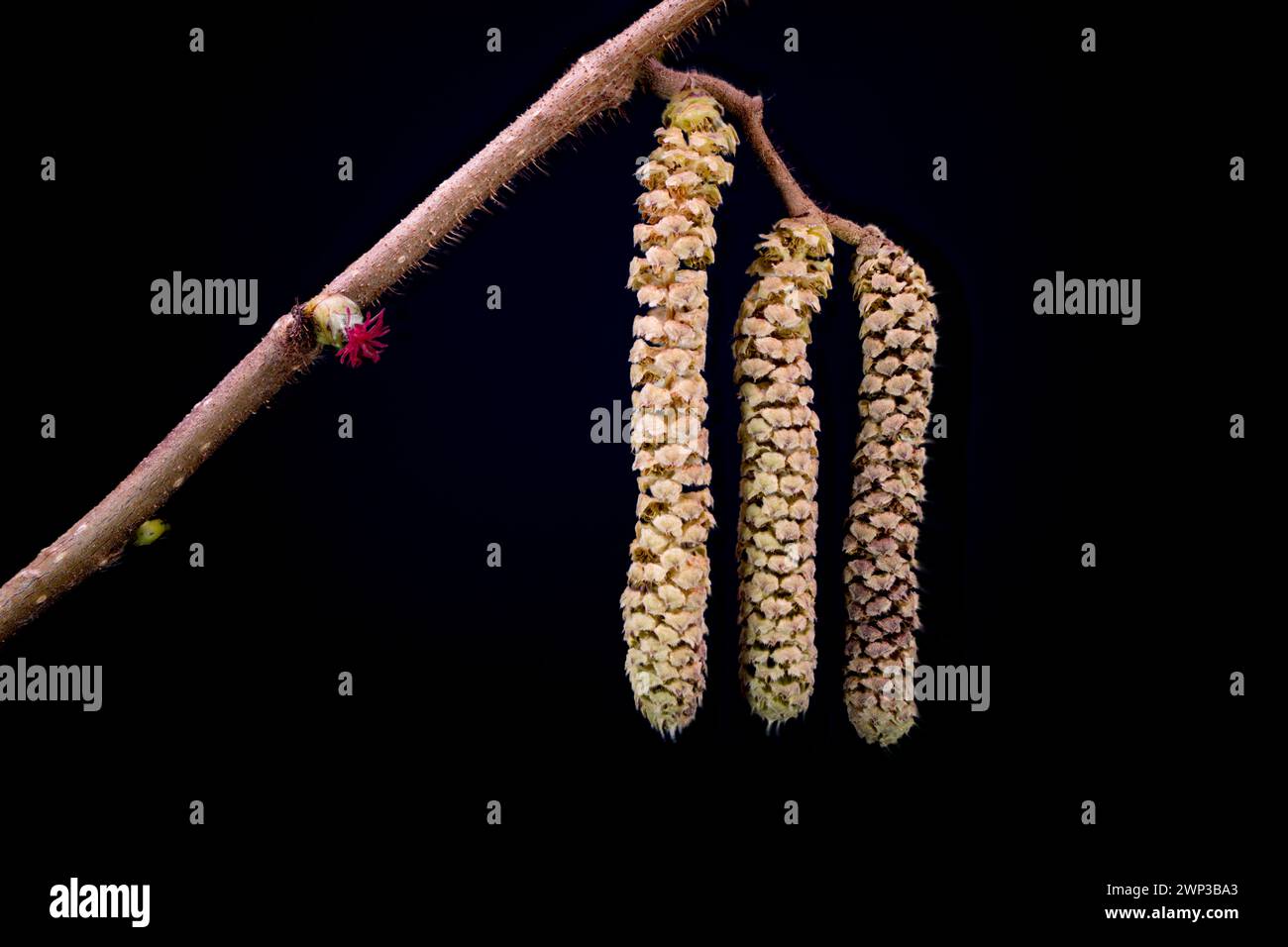 Hazel flowers female hi-res stock photography and images - Alamy