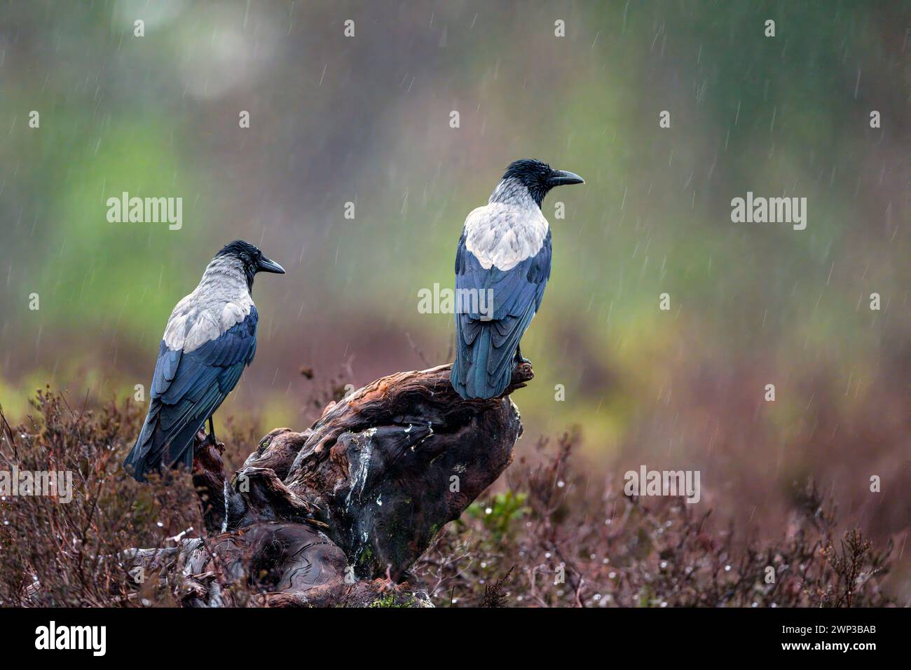Hooded crows (Corvus cornix) in the rain. Photo from Marnadal, southern ...
