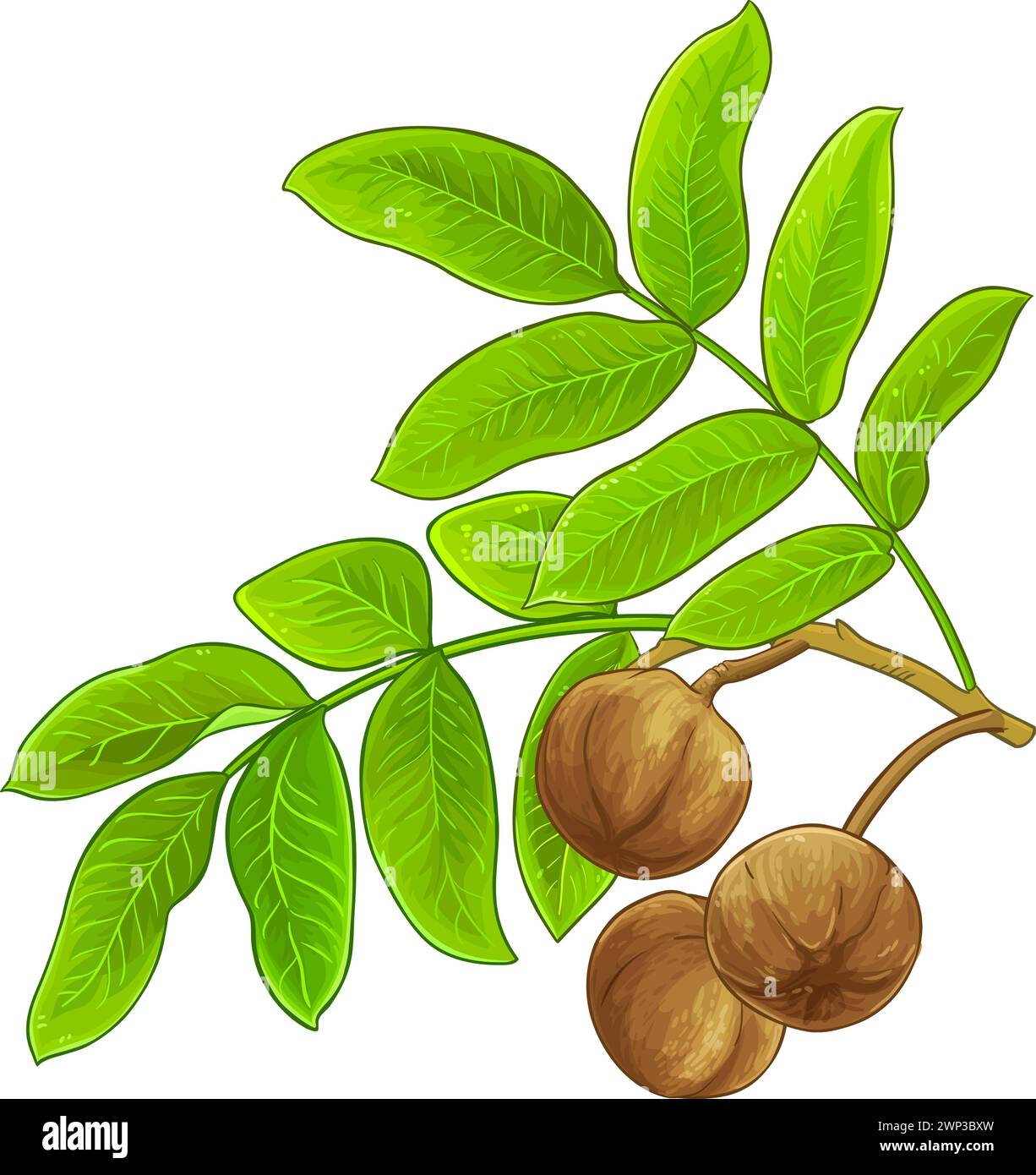 Andiroba Branch Colored Detailed Illustration Stock Vector Image & Art ...