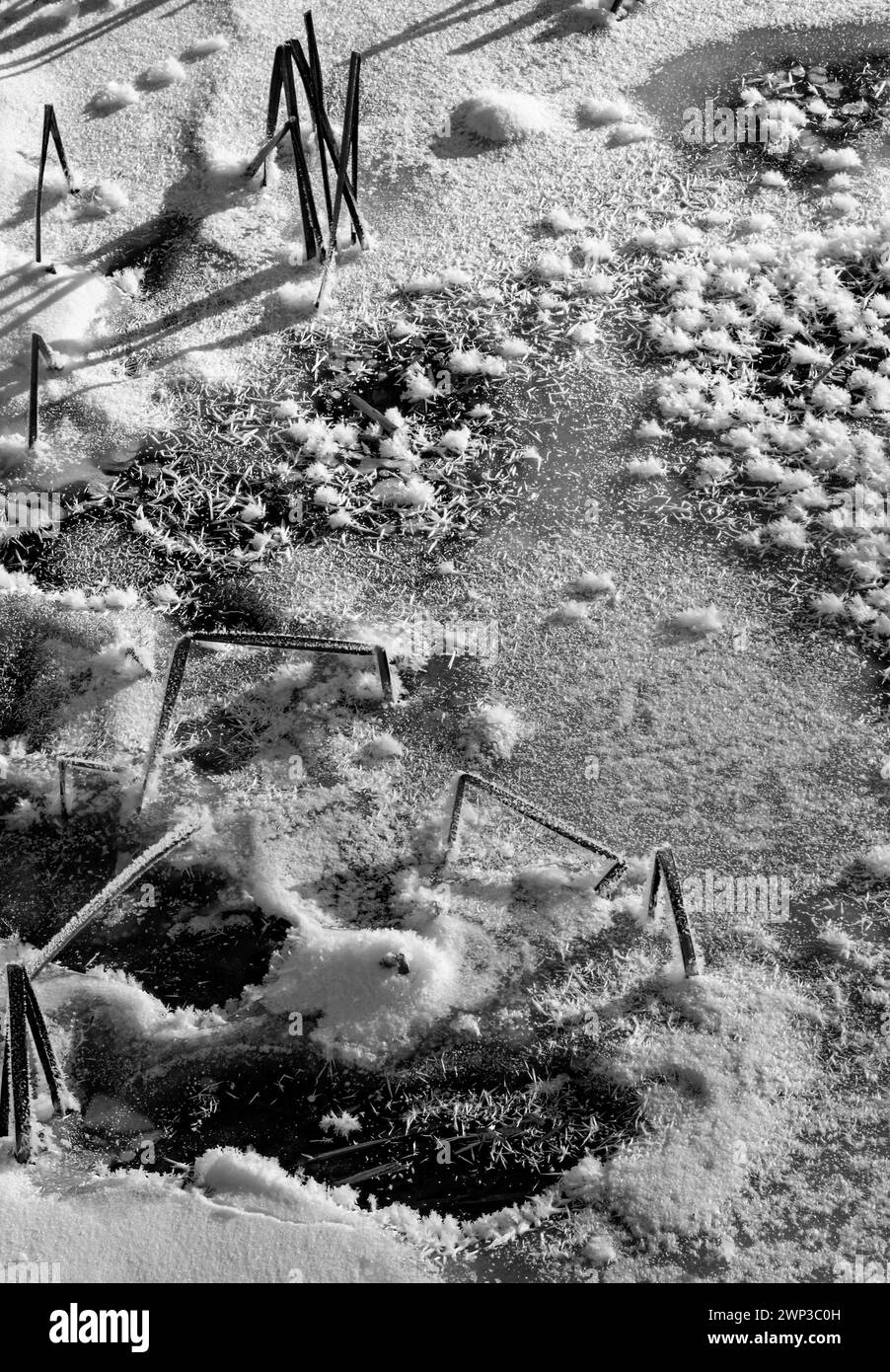 Ice crystals form on reeds and ice on the surface of the water of the ...