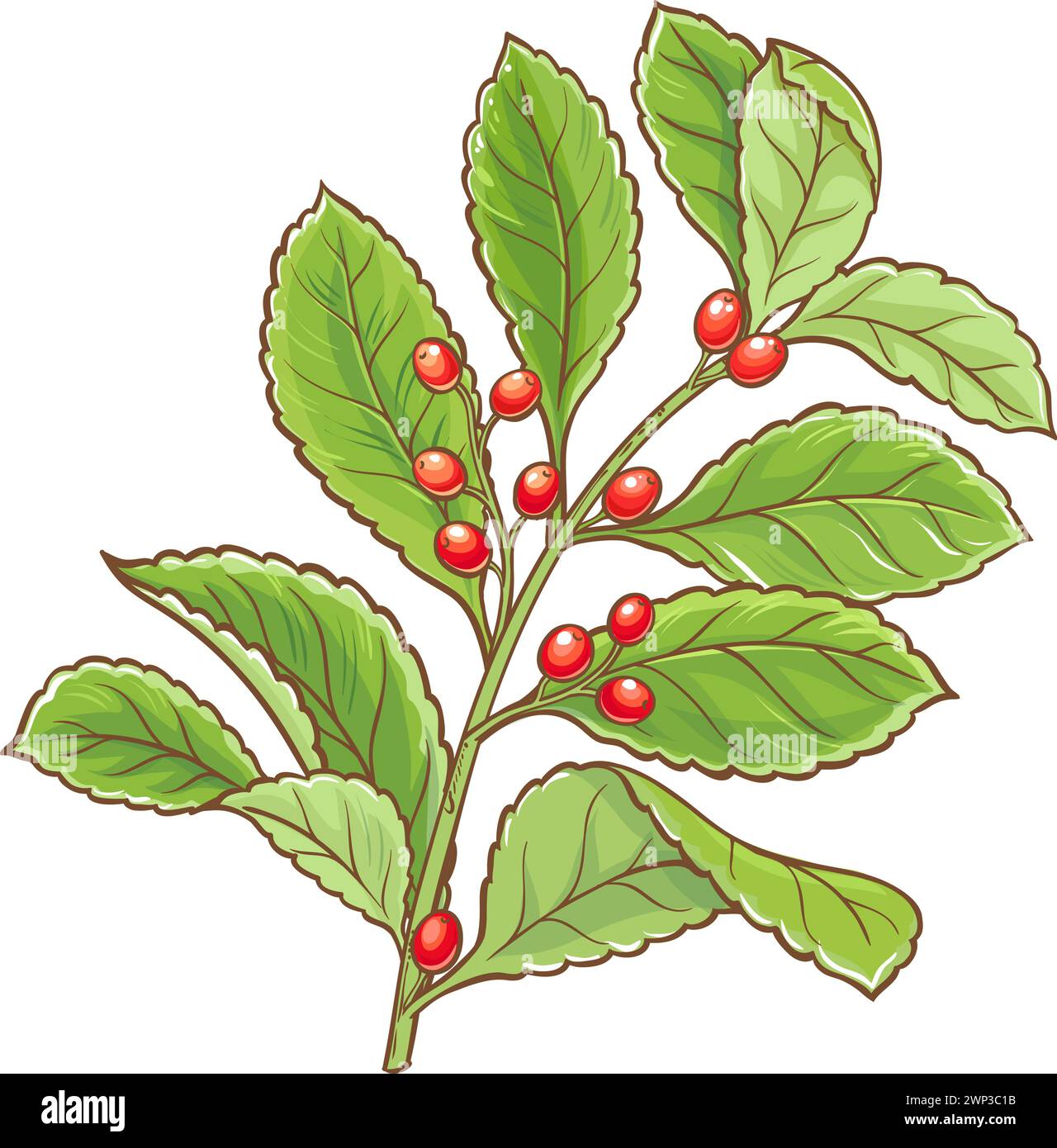 Yerba Mate Branch Colored Detailed Illustration Stock Vector Image ...