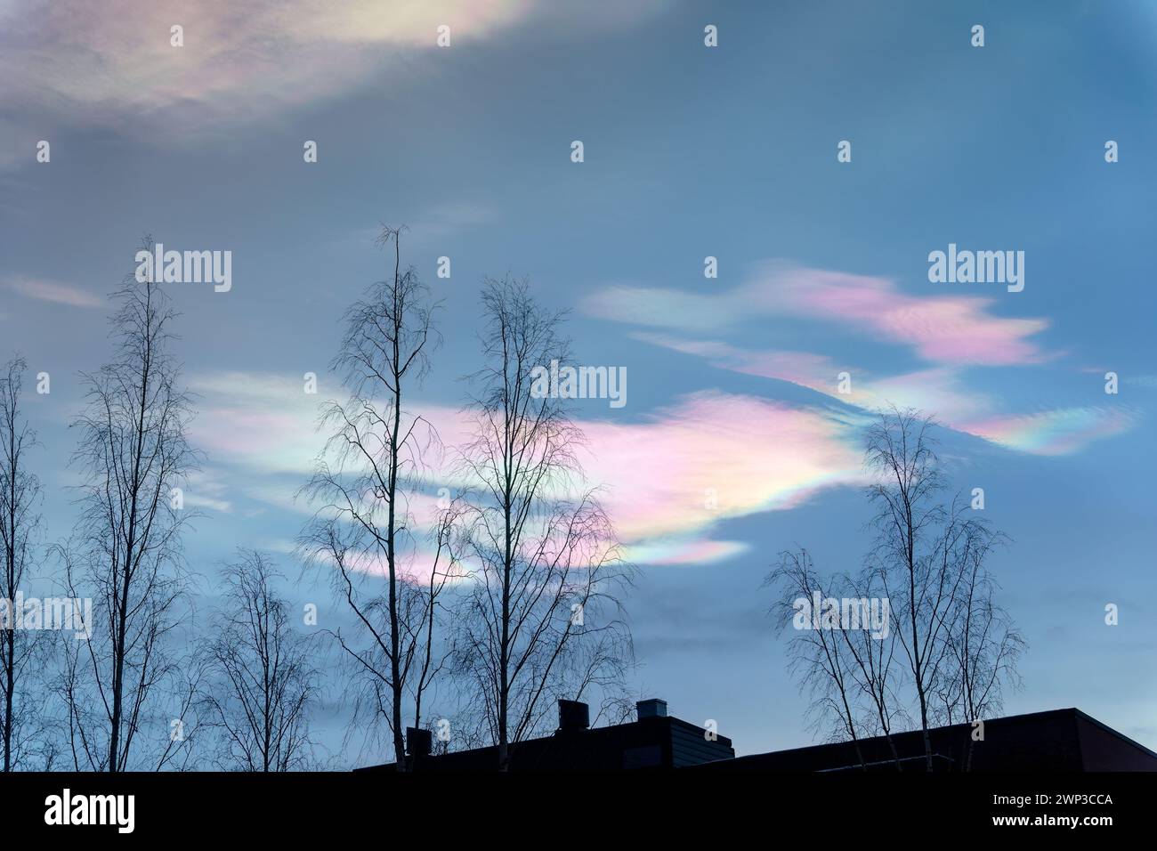 Iridescent clouds (Rainbow clouds) on the sky in the evening with tree ...