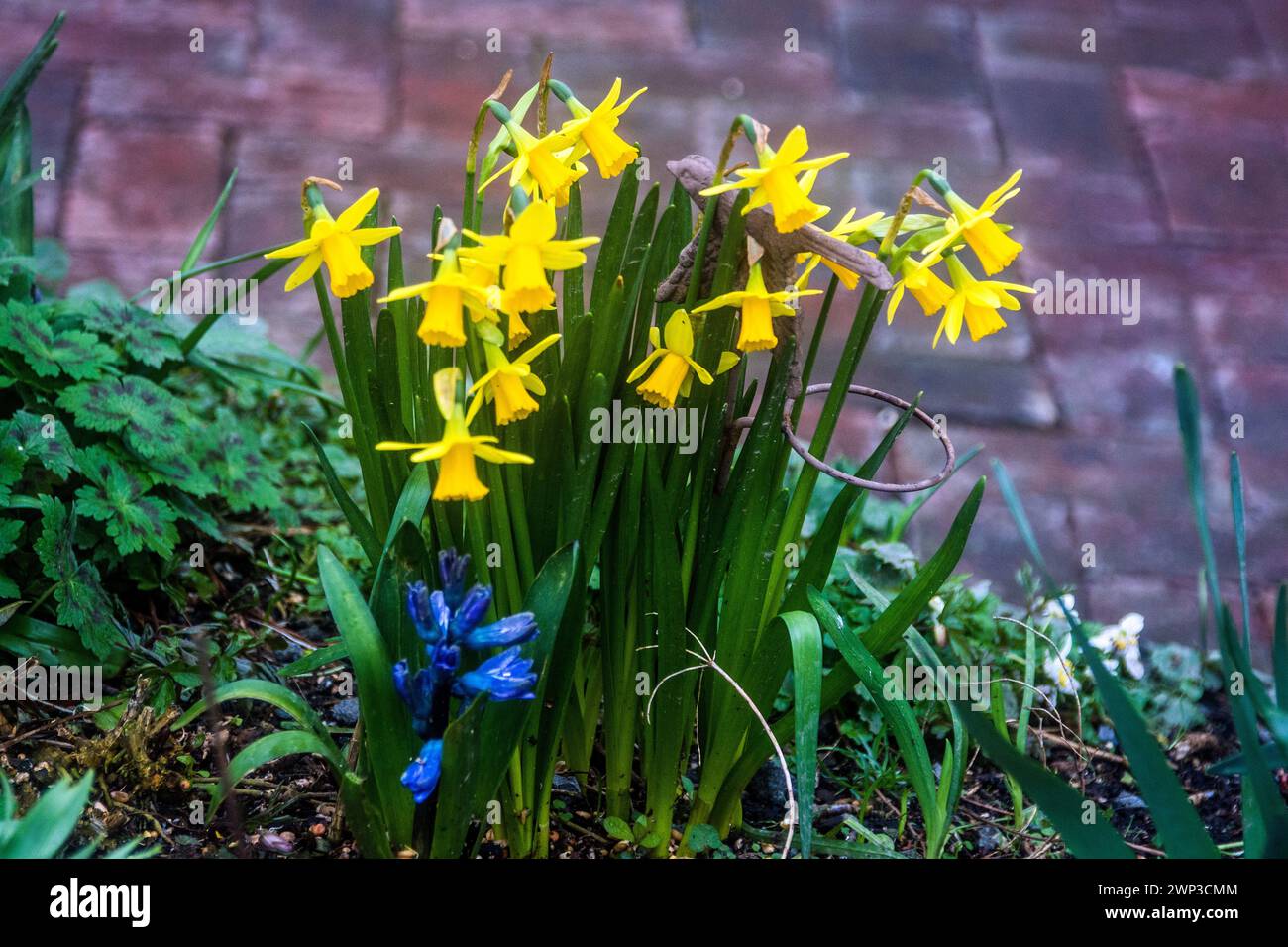 Early spring daffodils bloom in a Welsh park Stock Photo - Alamy