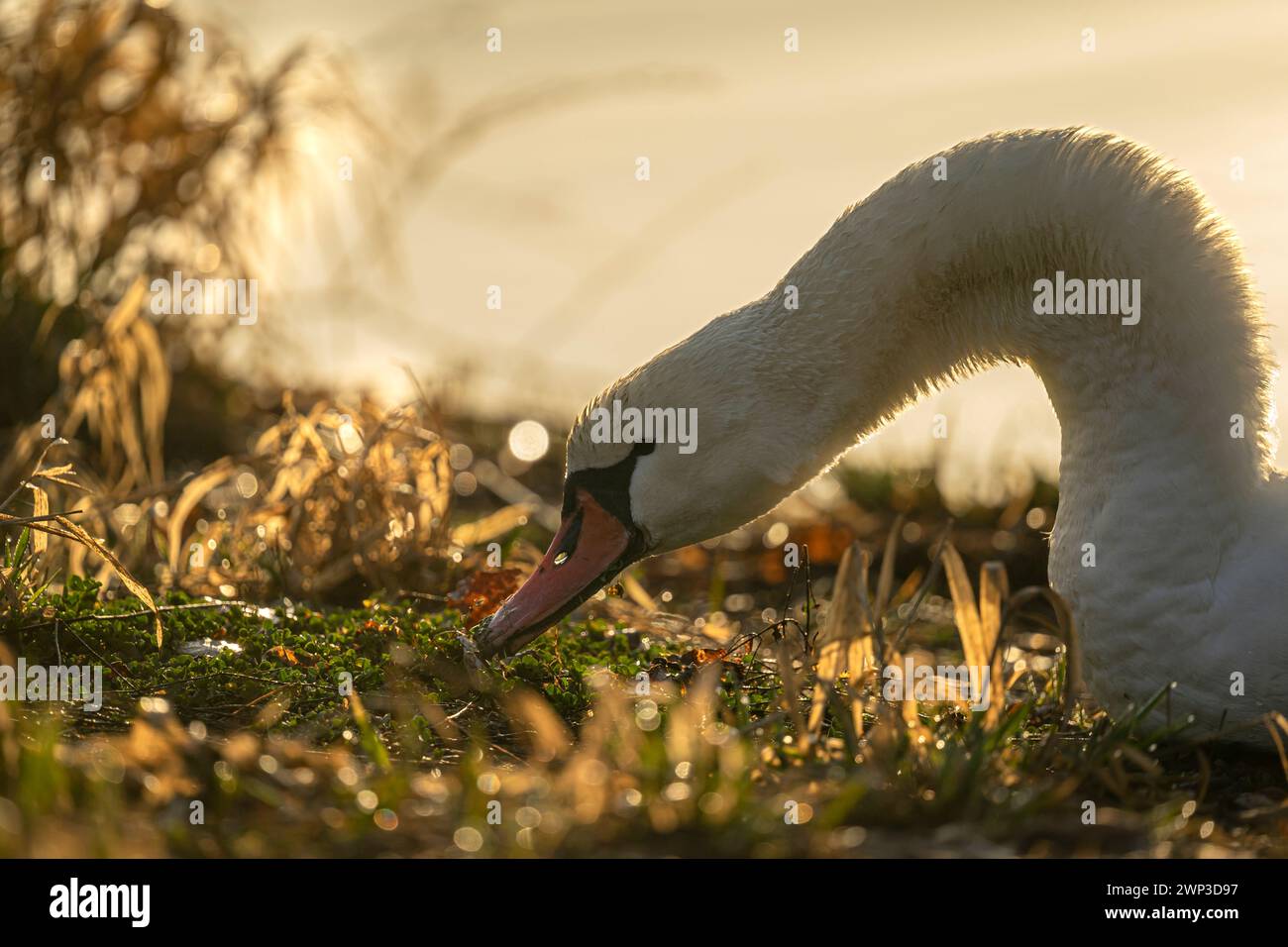 Swan nose hi-res stock photography and images - Alamy