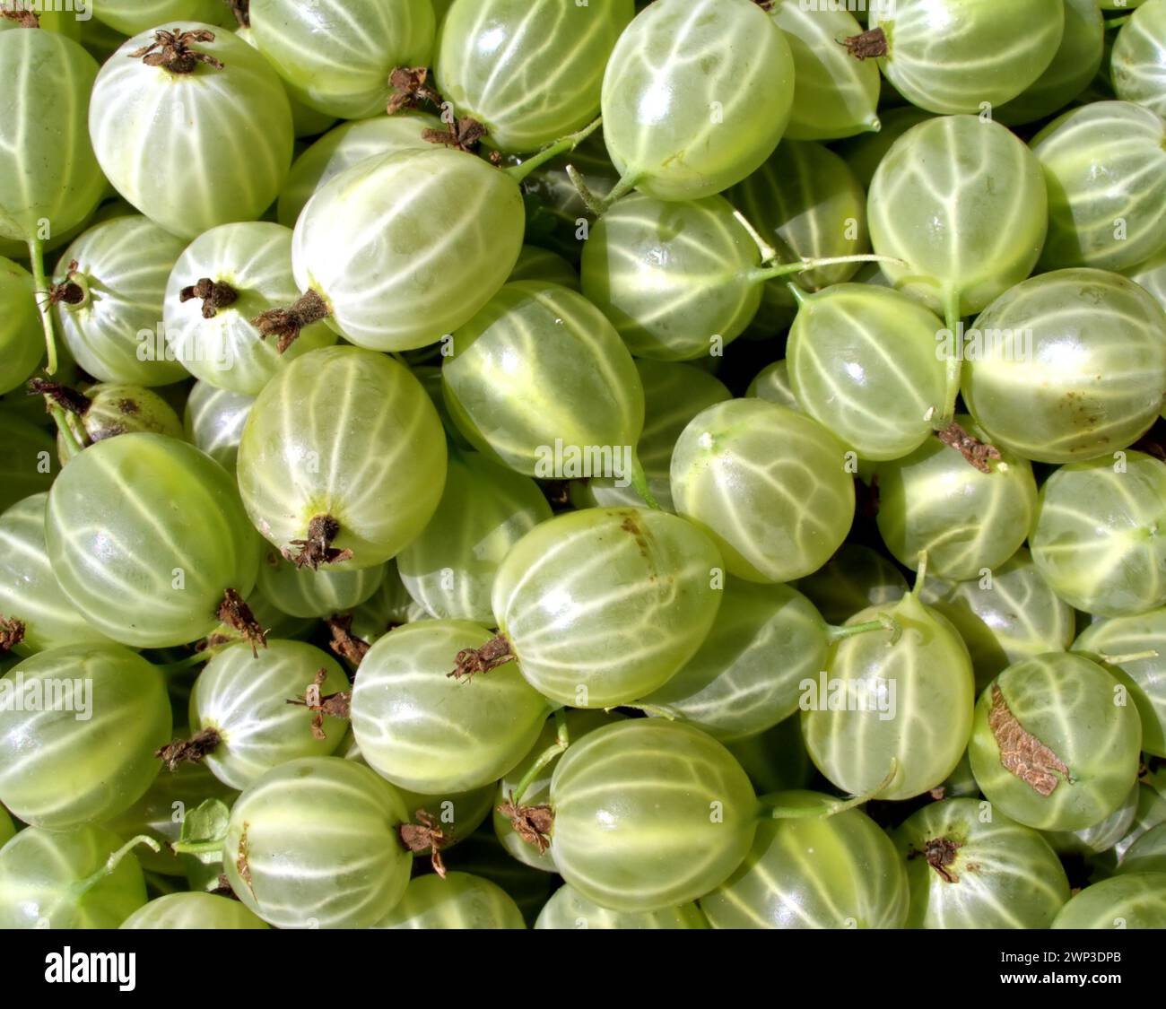 Close up view gooseberry hi-res stock photography and images - Alamy