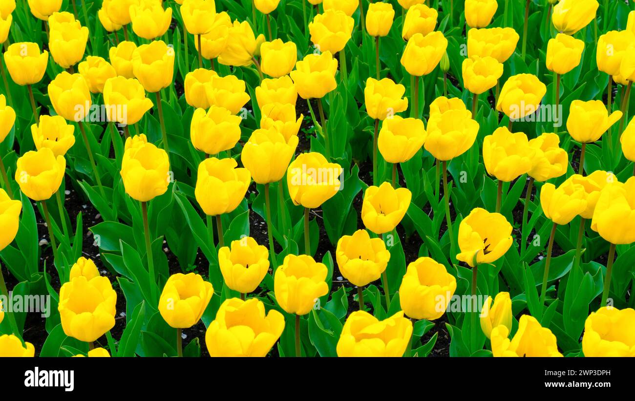 Classic tulips background with copy space. Abundance of yellow tulips ...