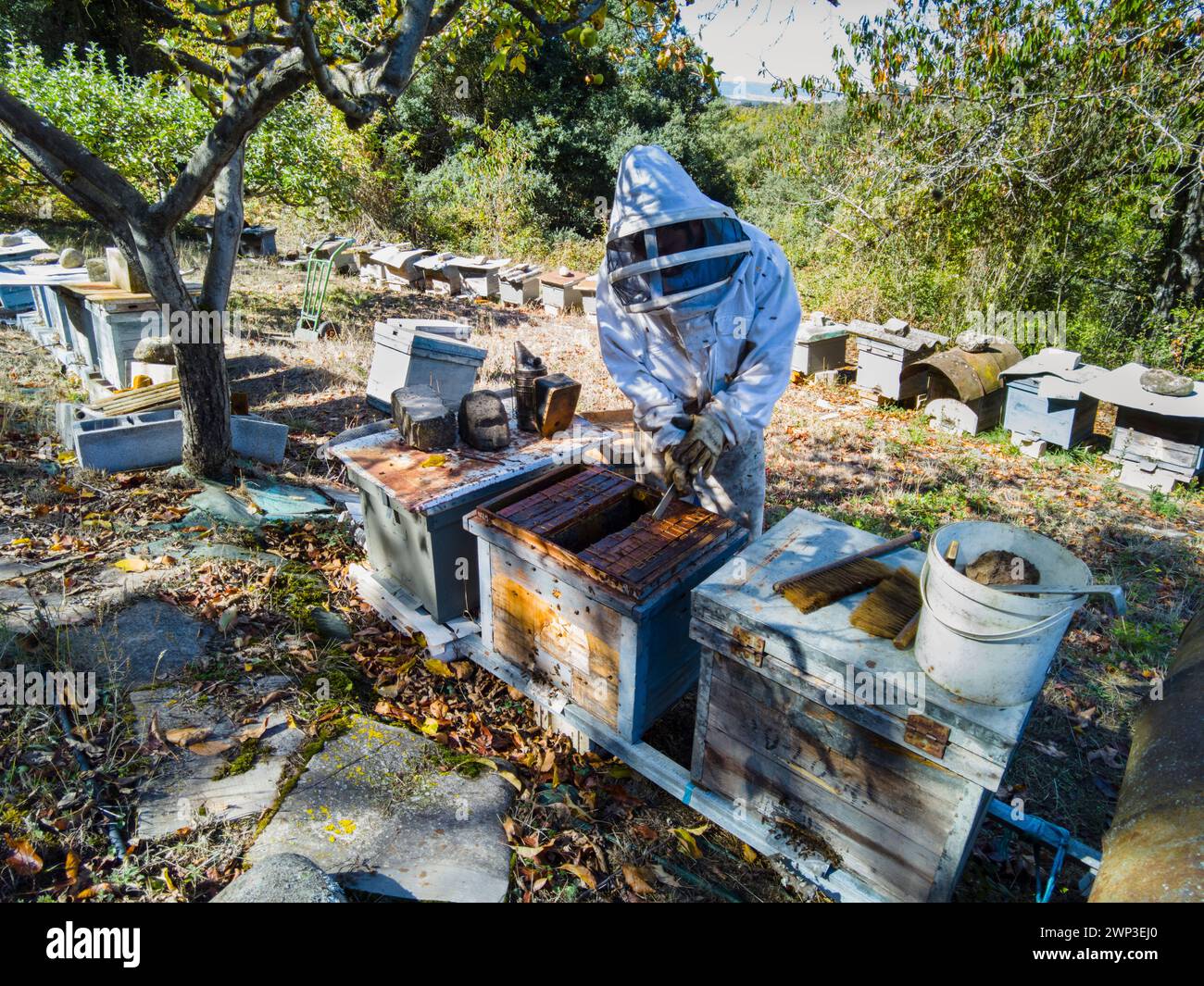 Beehive care hi-res stock photography and images - Alamy