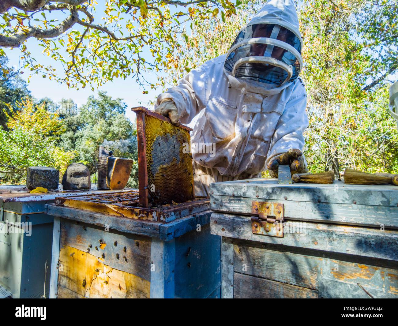 Beehive care hi-res stock photography and images - Alamy