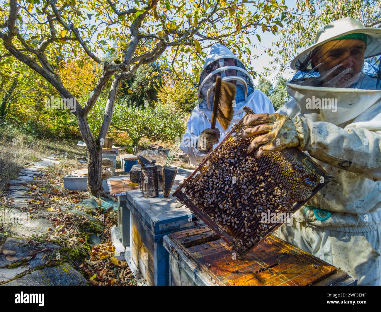 Two beekeepers next to bee hives collecting honey with protective suits ...