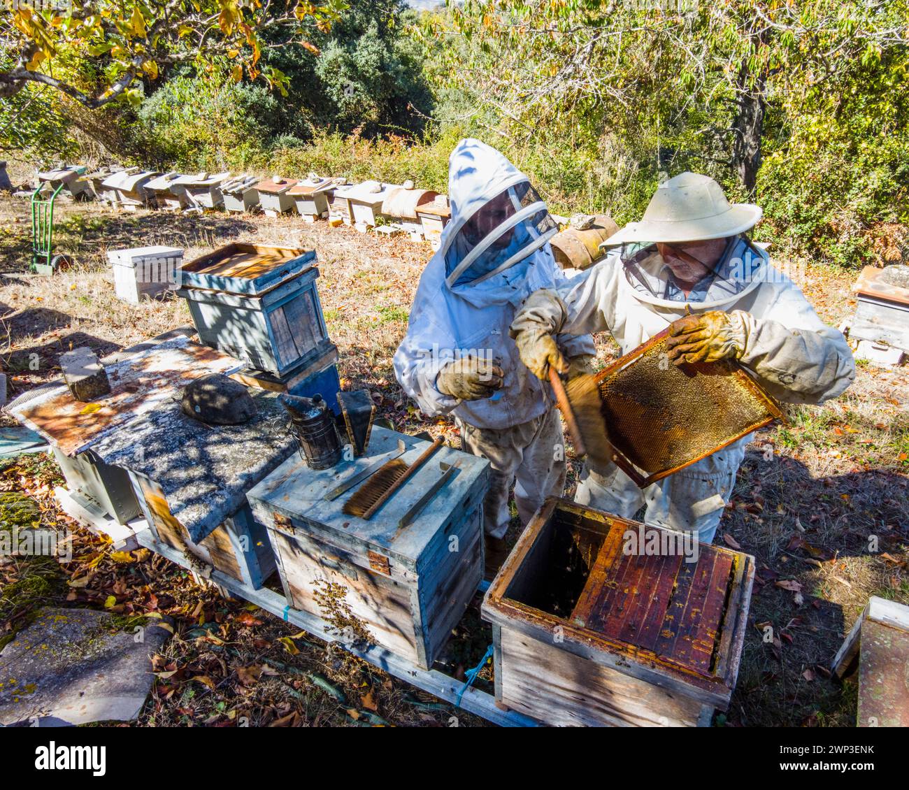 Beekeeper inspecting two hives hi-res stock photography and images - Alamy